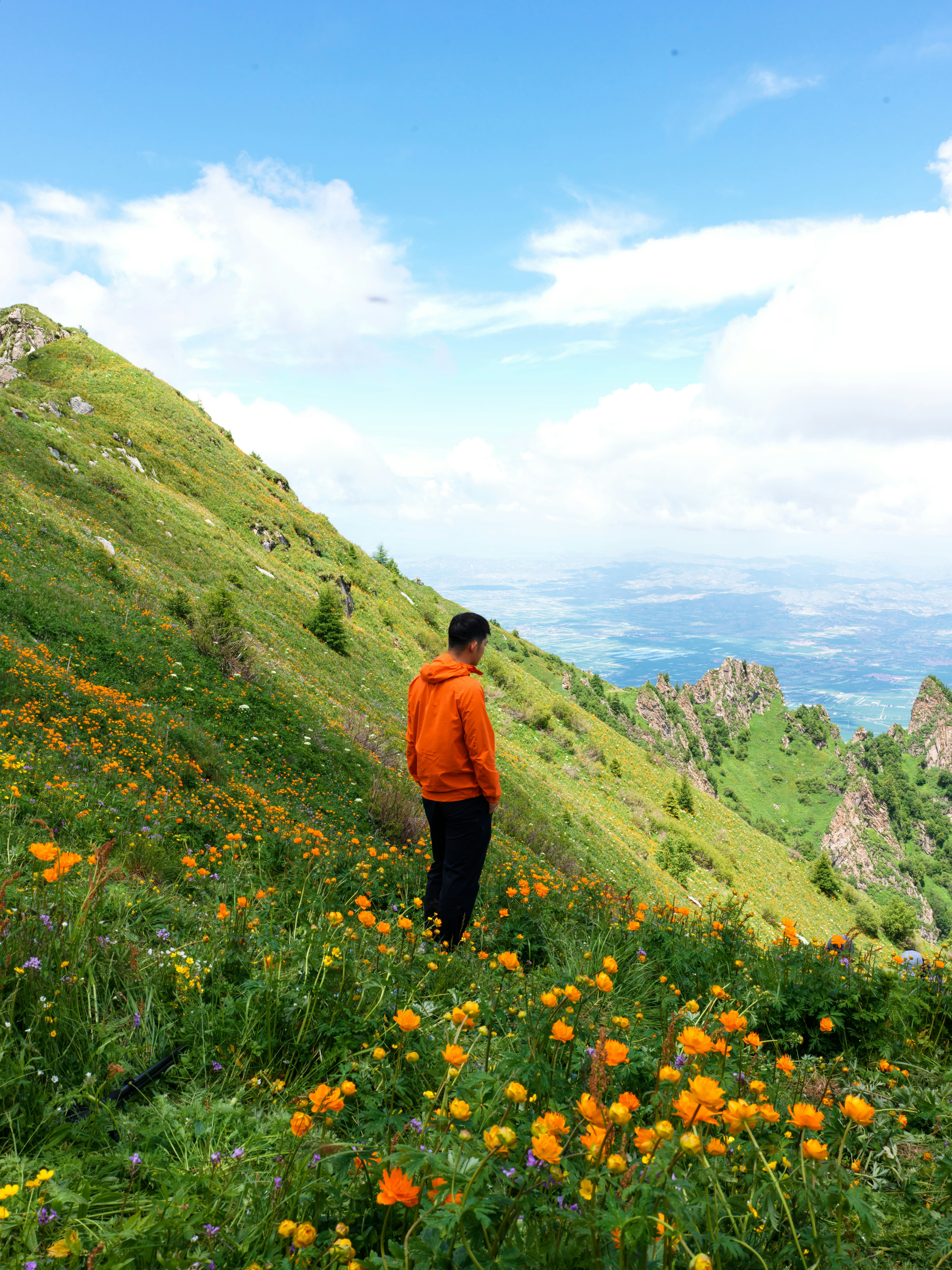 Trailblazer in a Sea of Orange Blossoms on a Alpine Slope