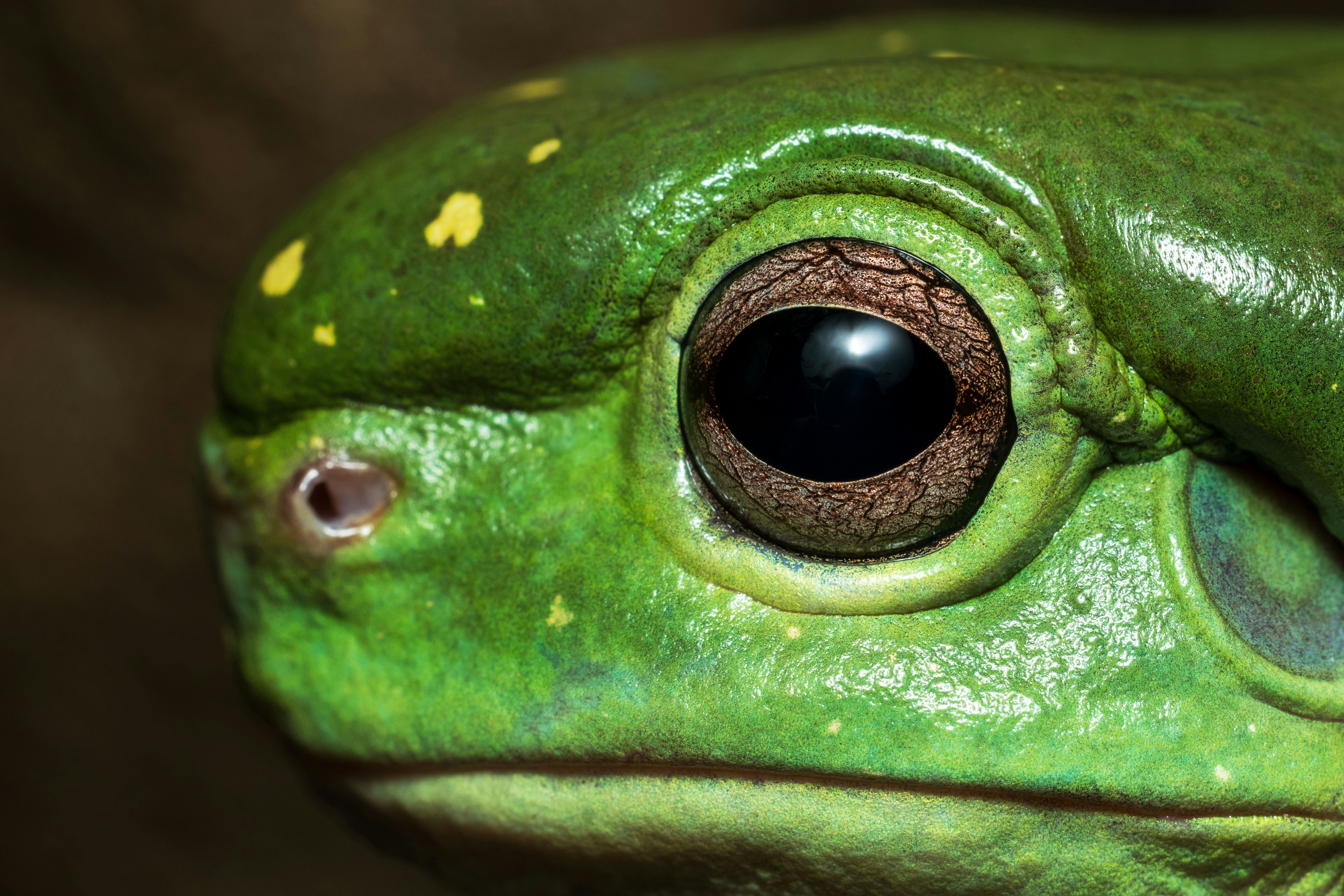 Emerald Gaze: Close-Up of a Frog’s Eye and Skin Texture
