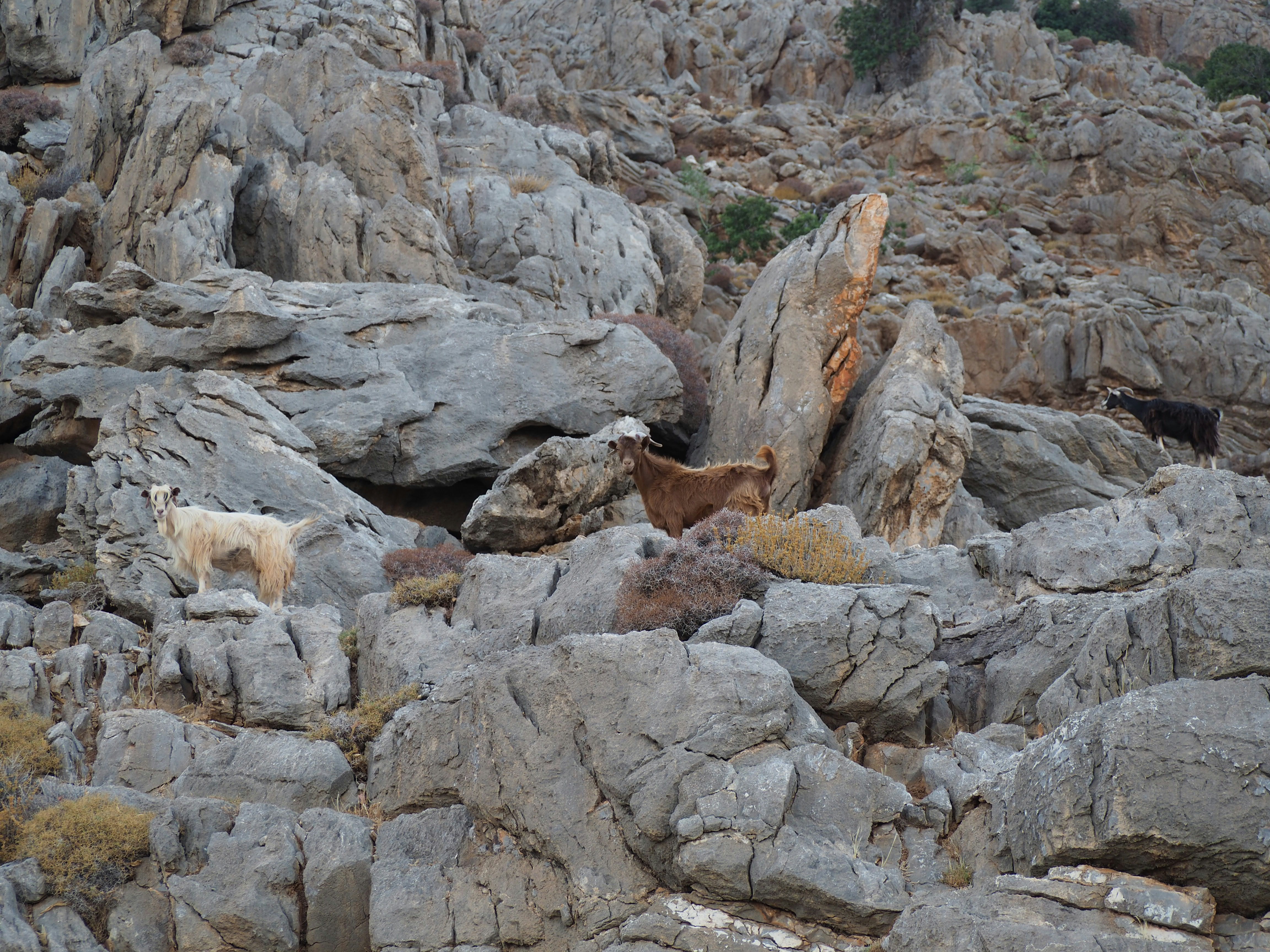 Three sheep navigate a rugged rocky landscape with jagged gray stones and sparse vegetation, highlighting their cautious movement and natural habitat in a barren hillside.