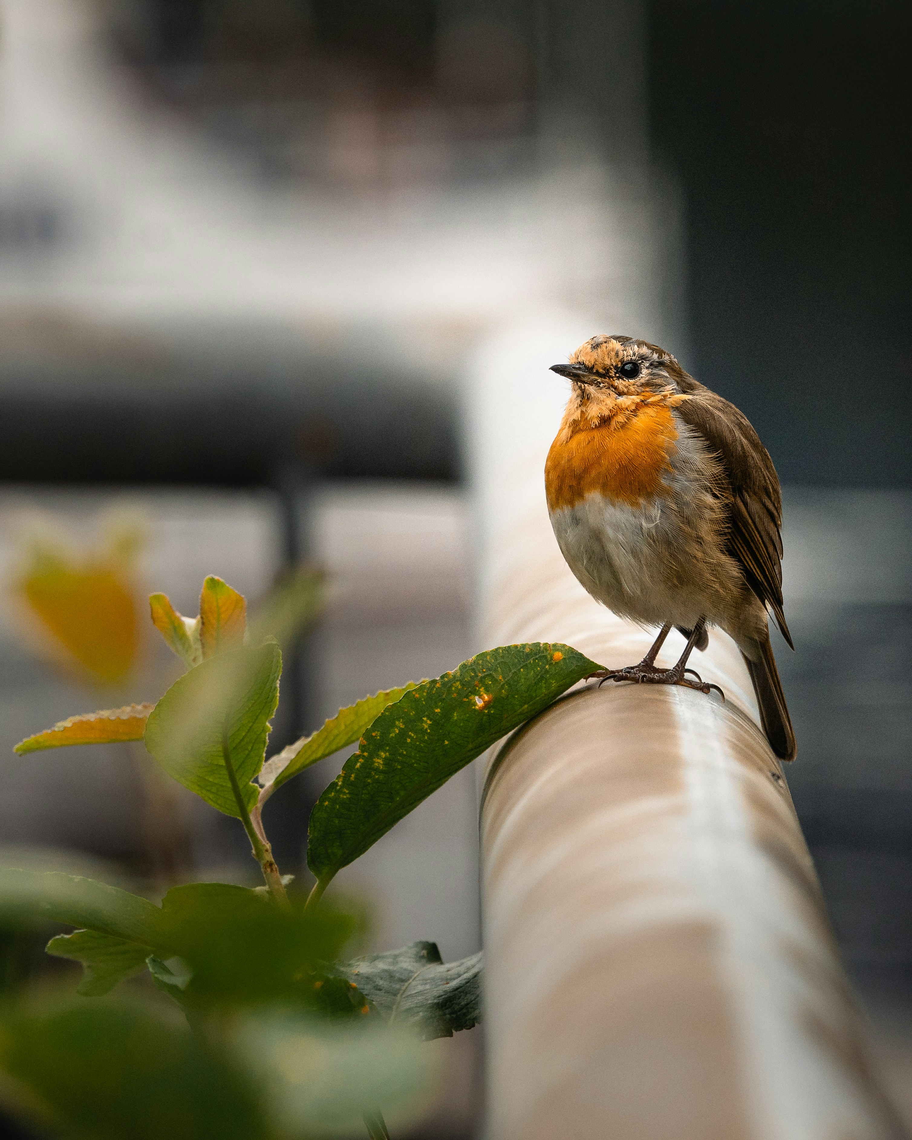 Robin on a Rail: A Moment of Quiet Perch