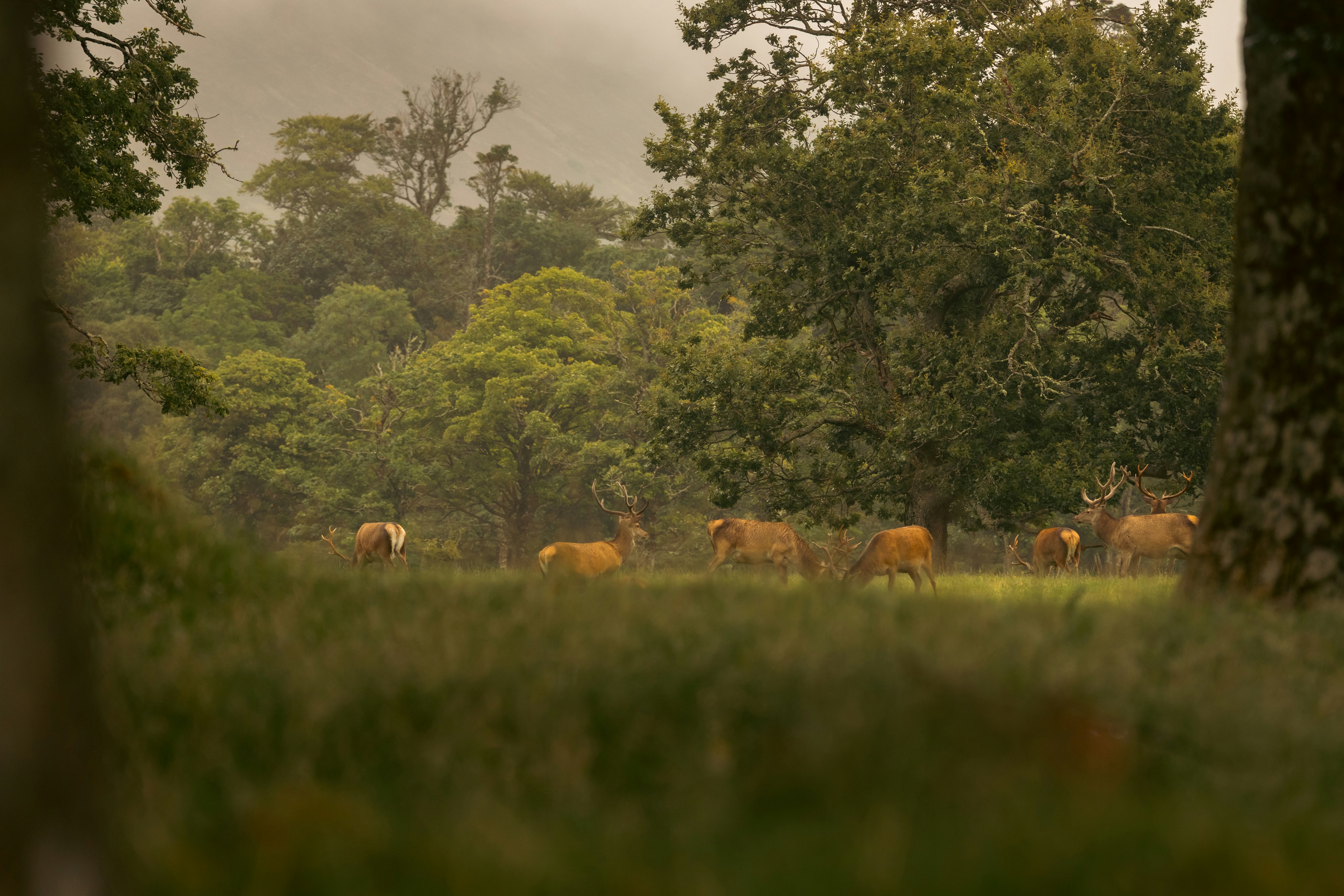 Herd of deer at forest edge under soft morning haze
