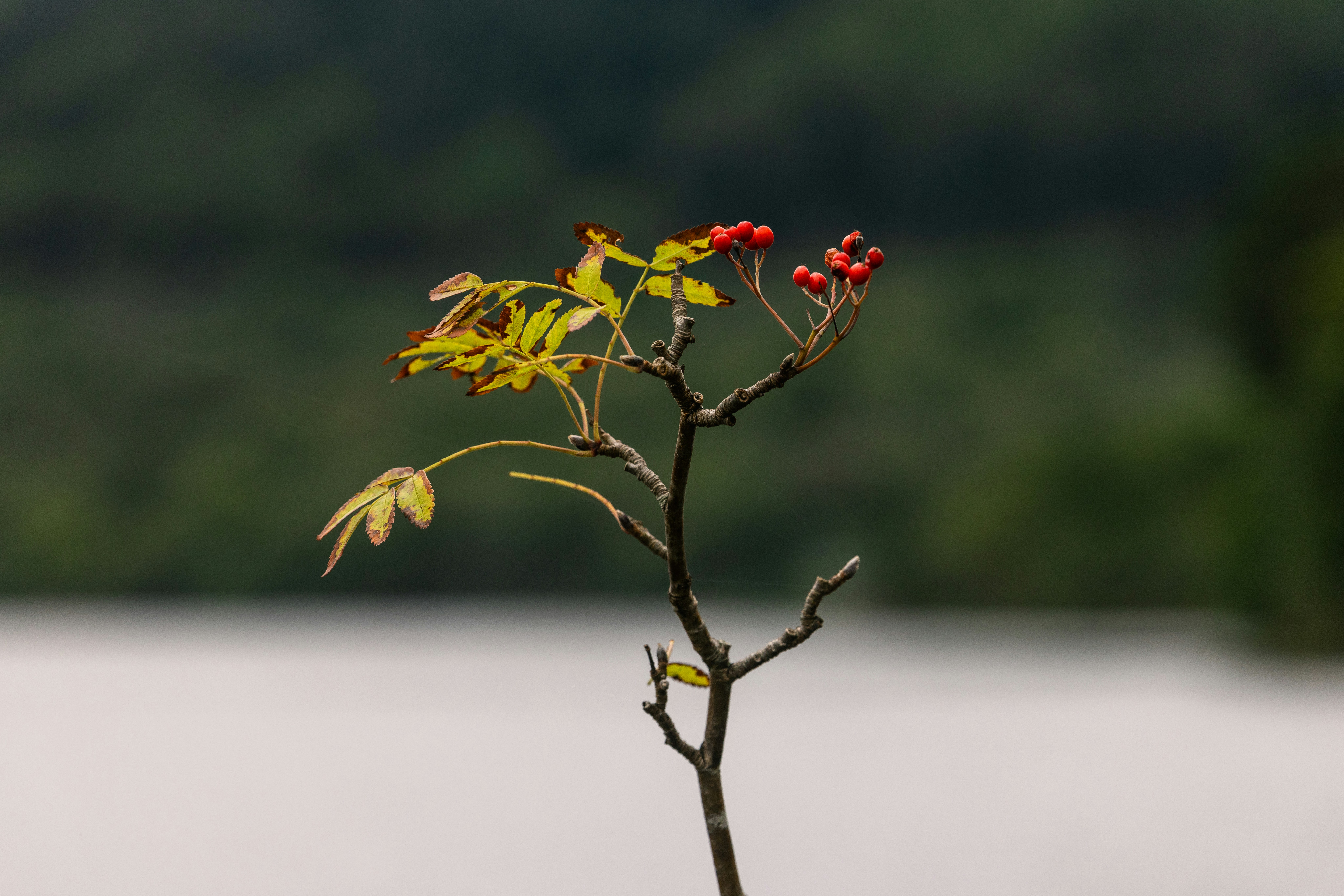 A Lone Branch with Red Berries Reaching Toward the Sky