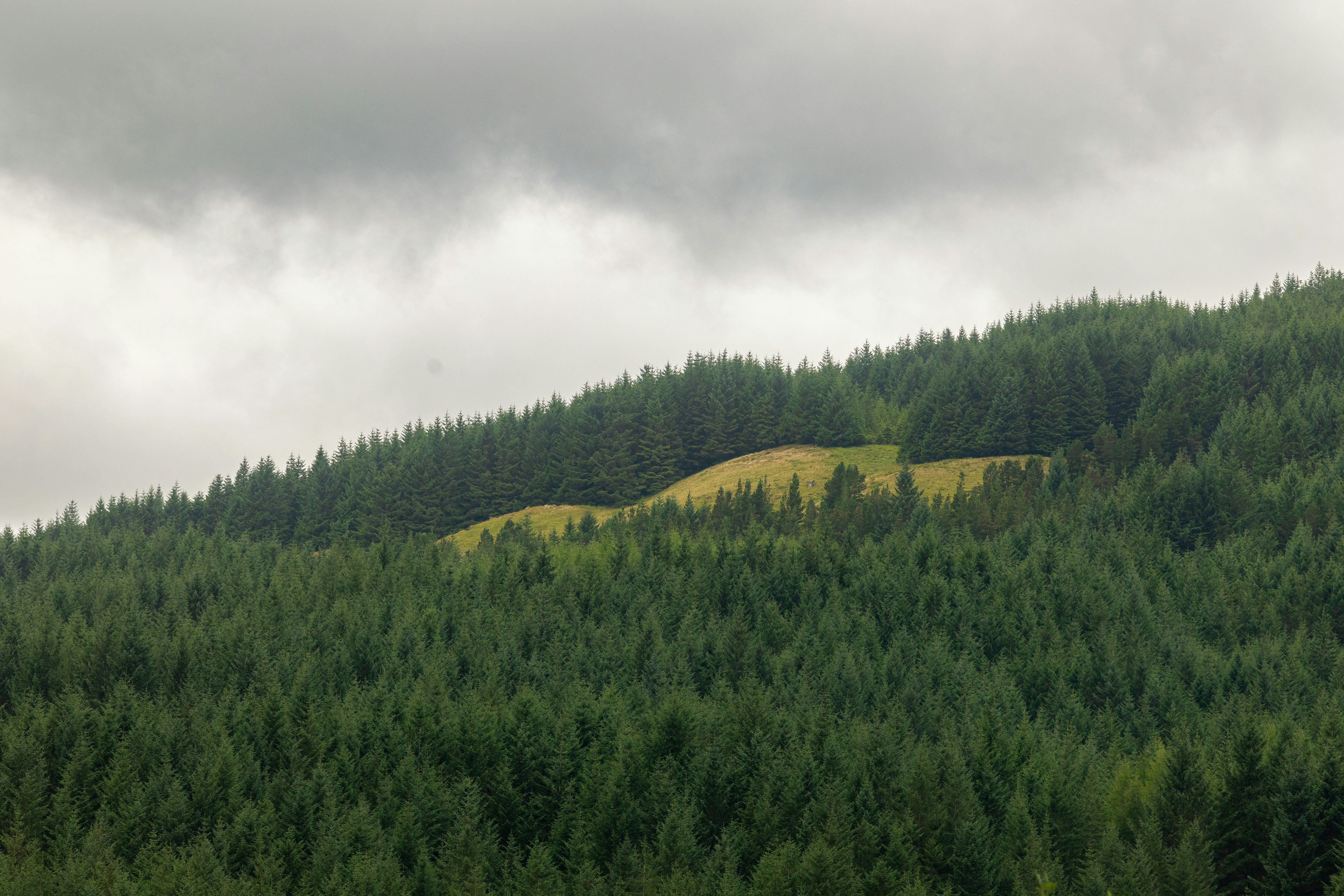Green ridge under a moody sky