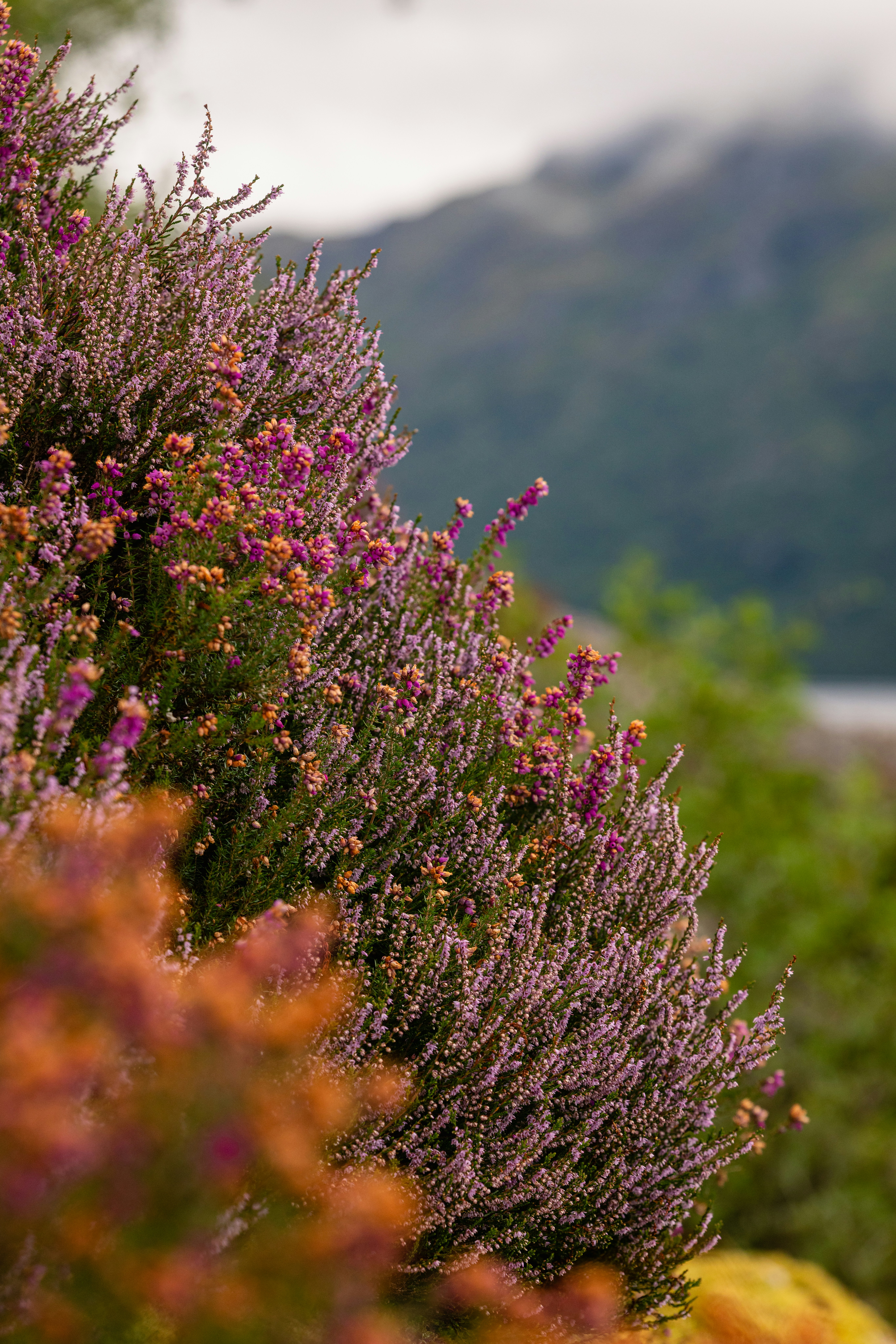 Vivid Heather Cascade Against a Hazy Mountain Backdrop