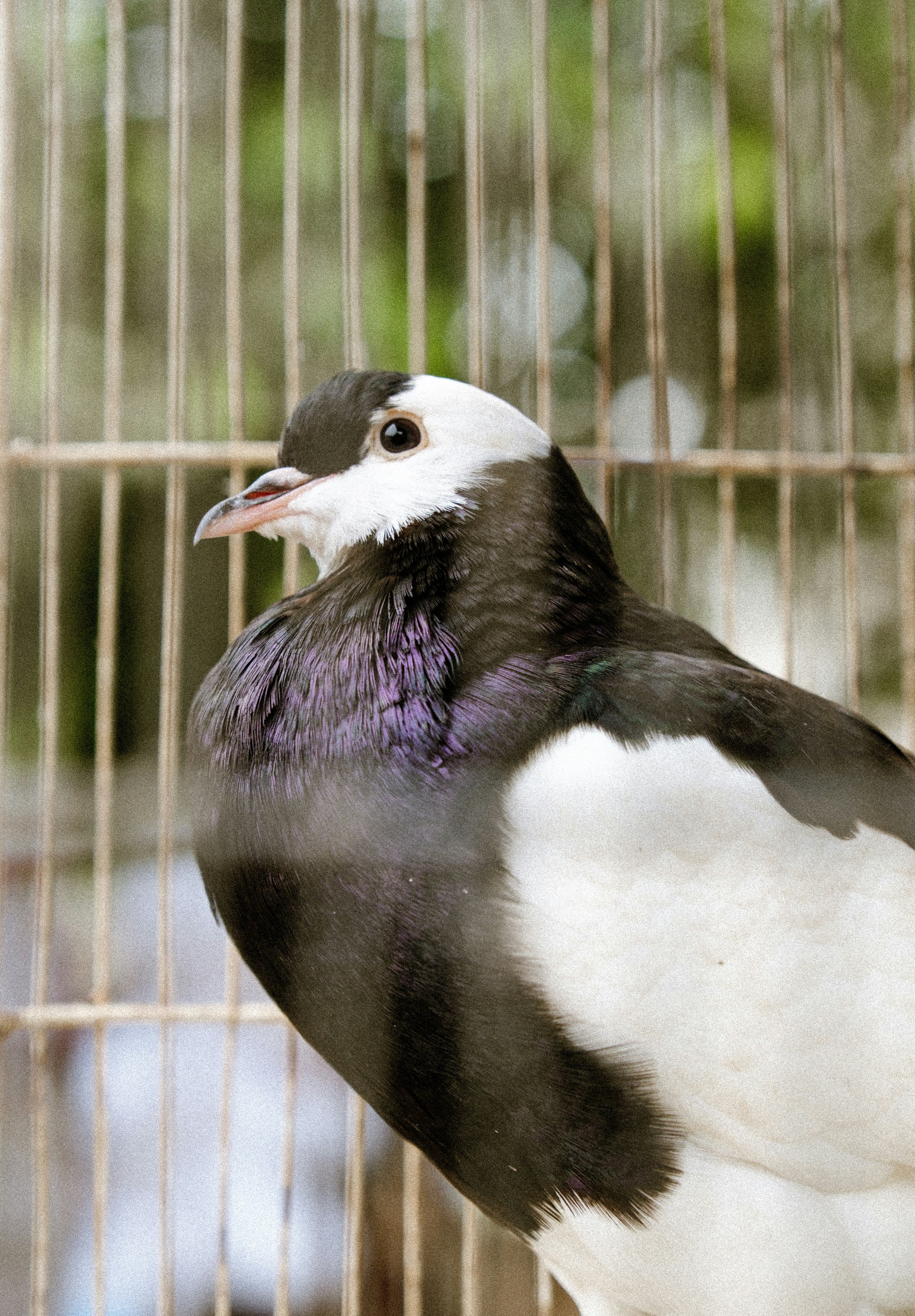 Iron-White Freckled Portrait: A Closer Look at the Black-White Pigeon