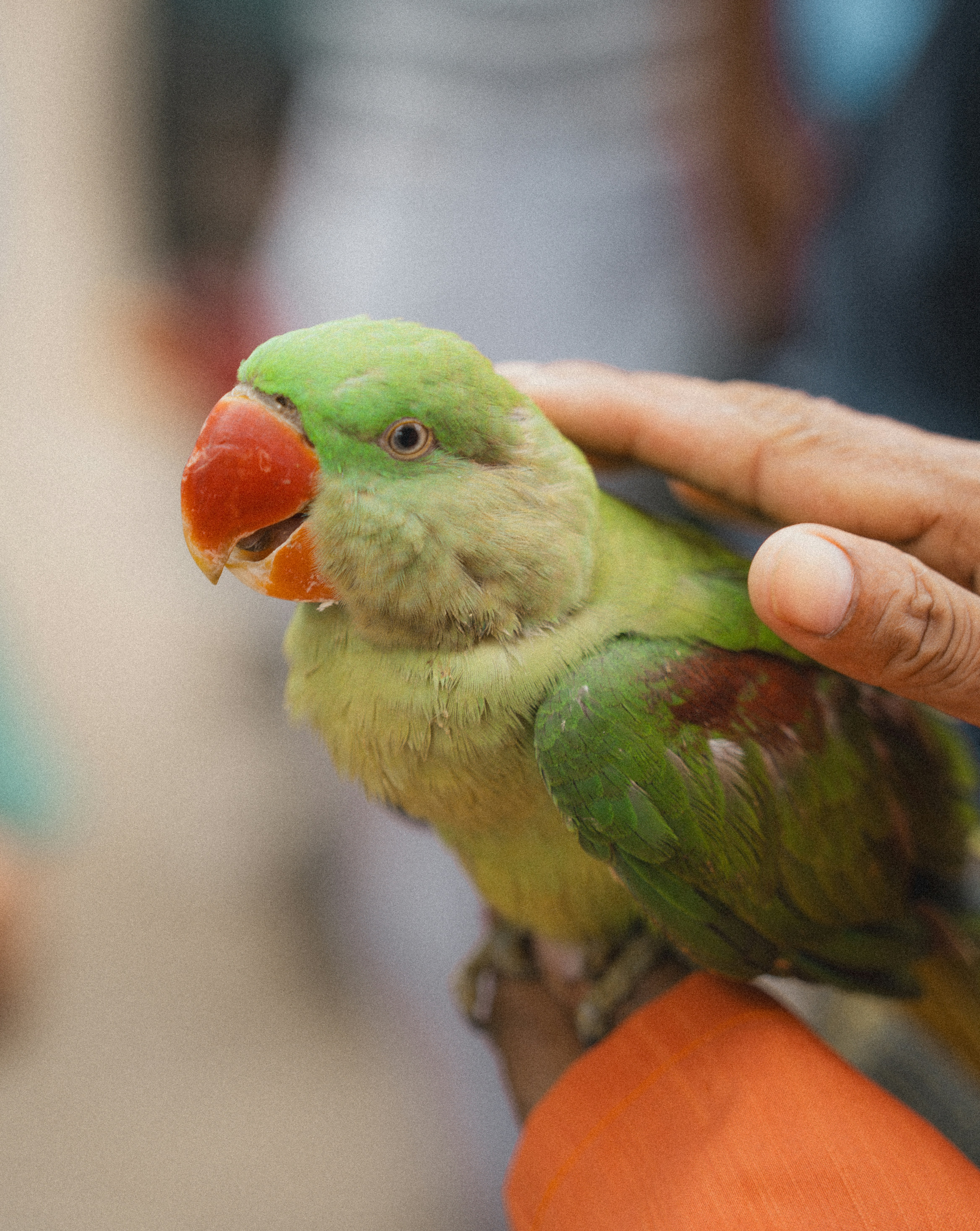 Green Parrot in Handheld Grip: A Close Encounter
