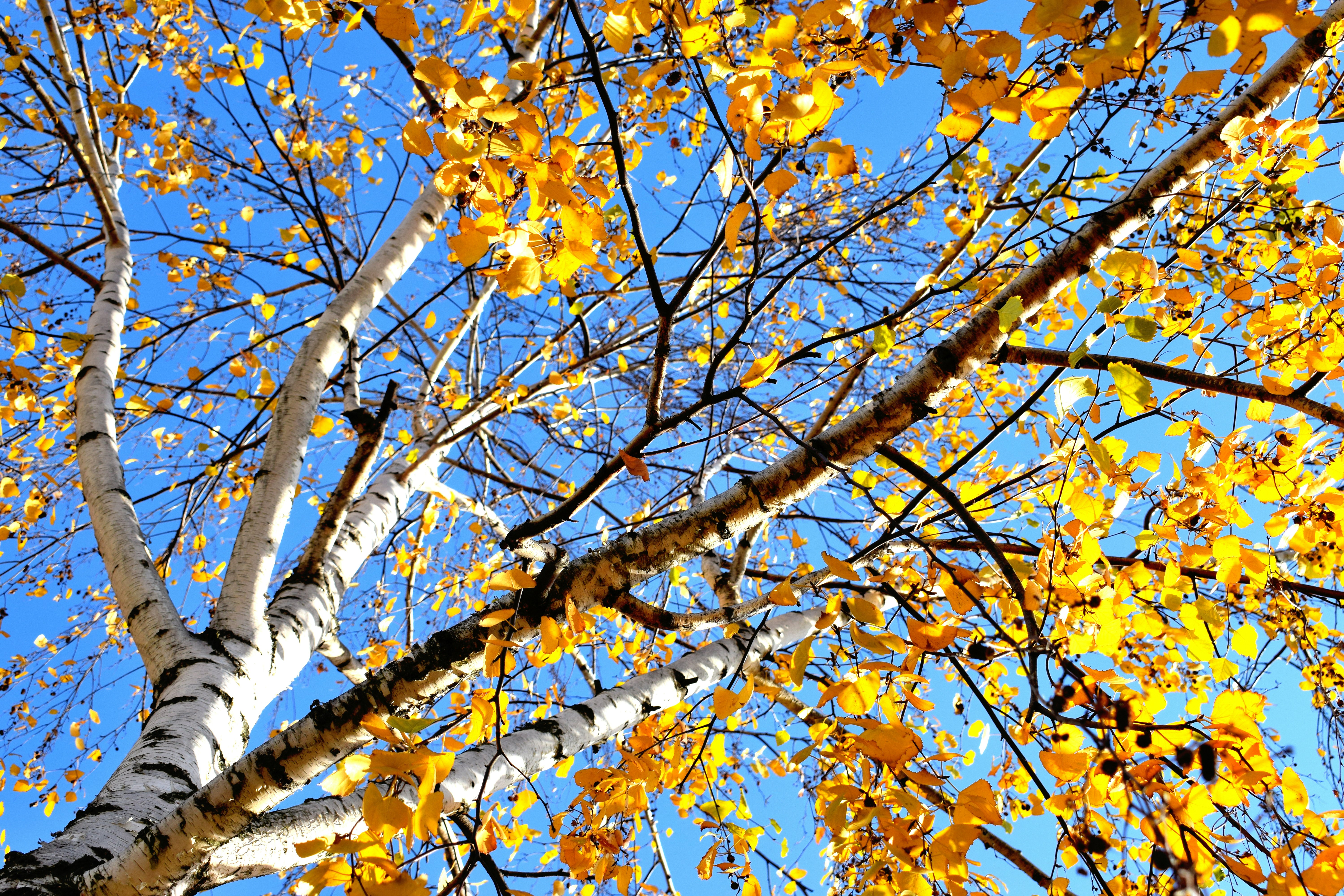 Skyward Canopy: Autumn Birch Against Crisp Blue