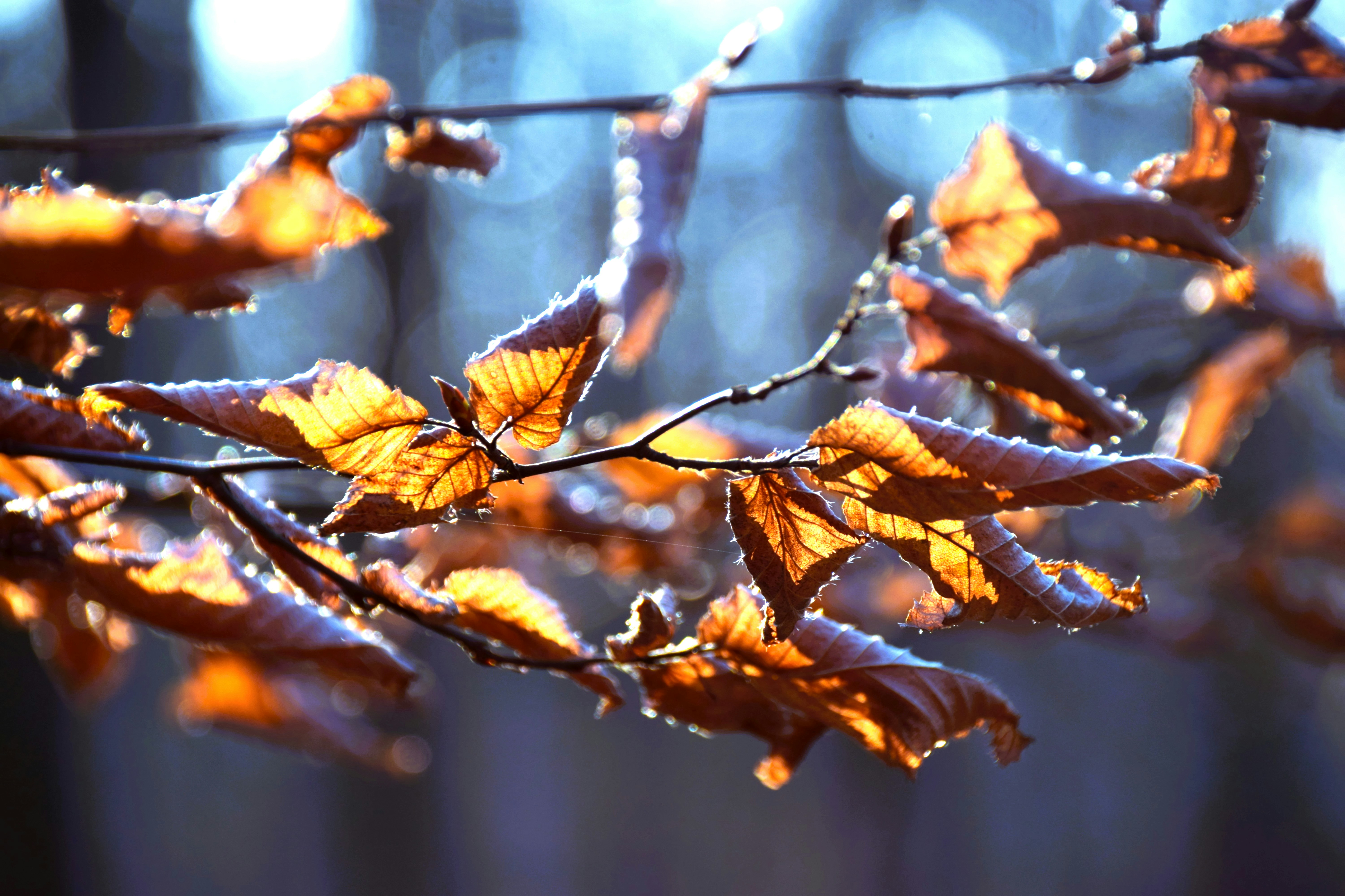 Autumnal Leaves in Soft Backlight Along a Branch