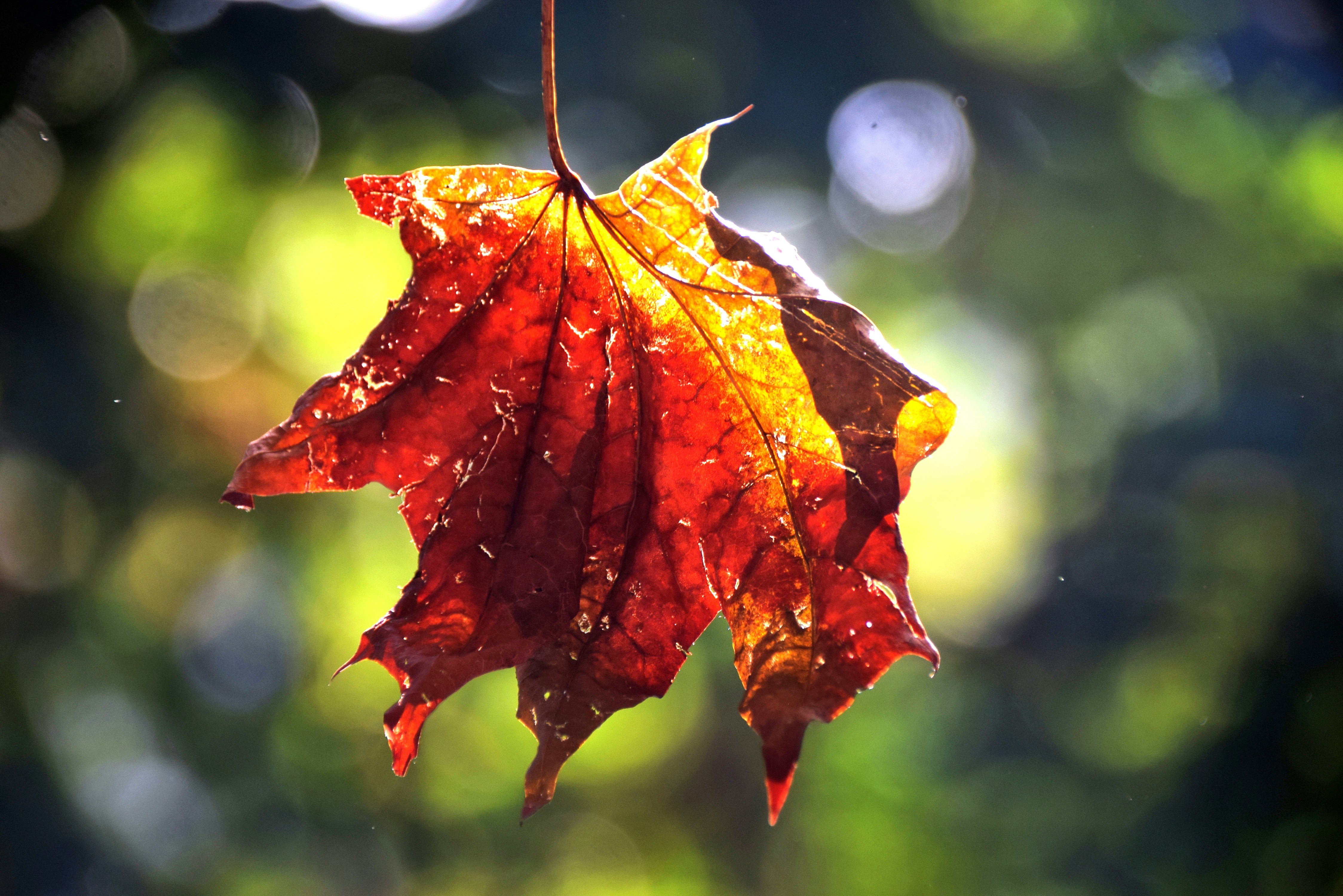 Crimson Leaf Suspended in Soft Bokeh Light