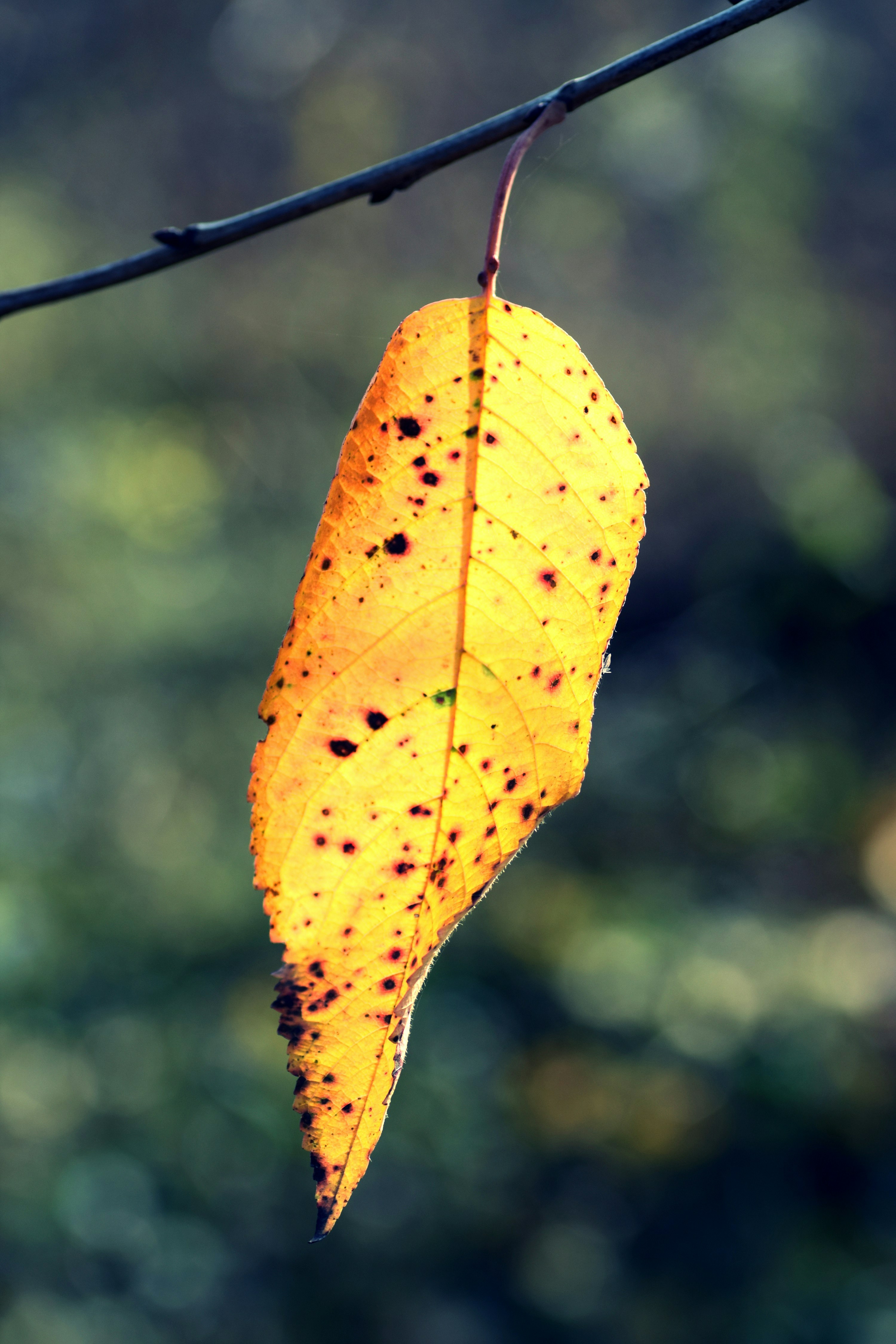 Autumn Leaf Framed by a Quiet Branch