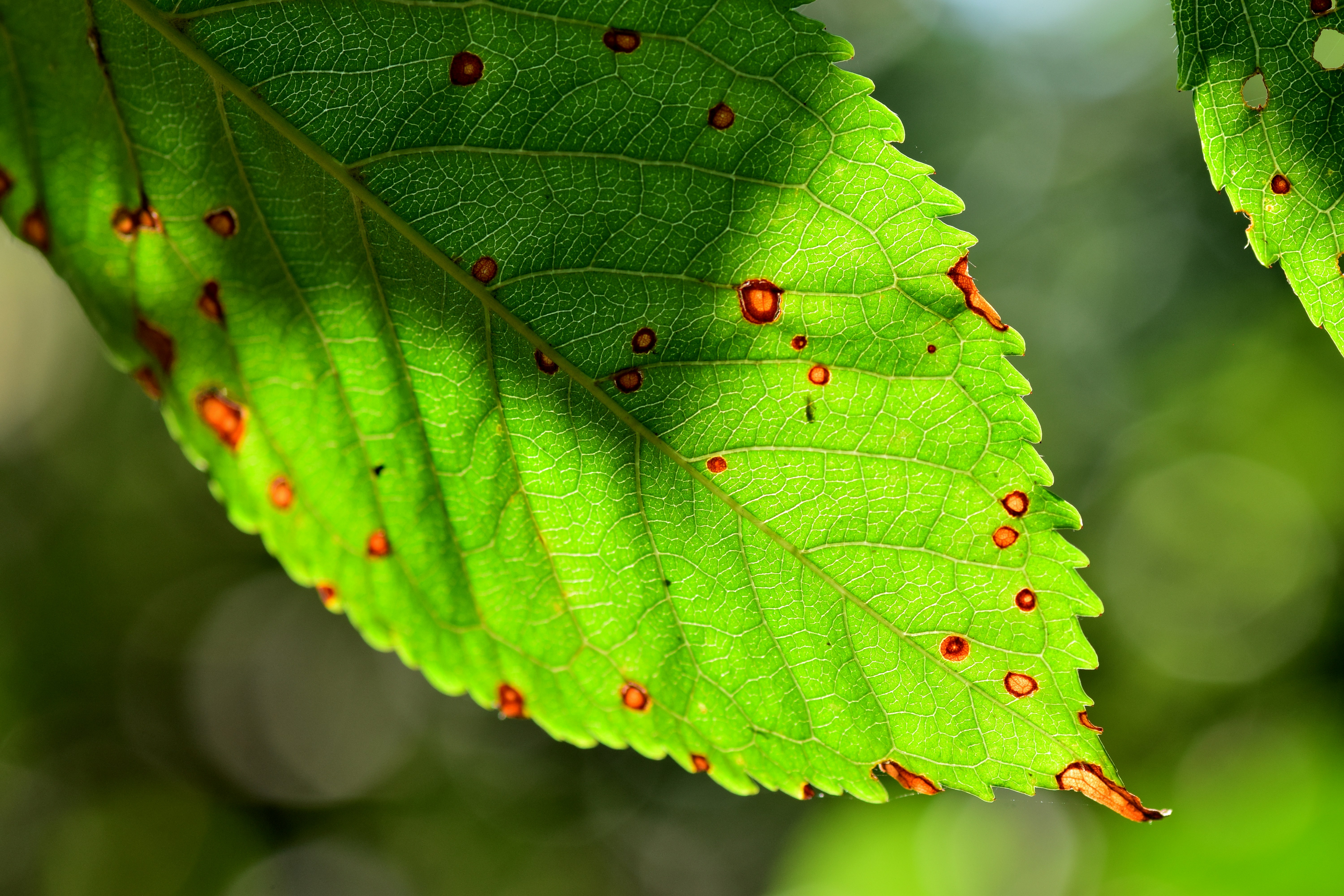 Bright green leaf edge with vascular veins and small brown speckles; shallow depth of field blurs background, highlighting texture. Logo/branding not present; natural close-up photograph.