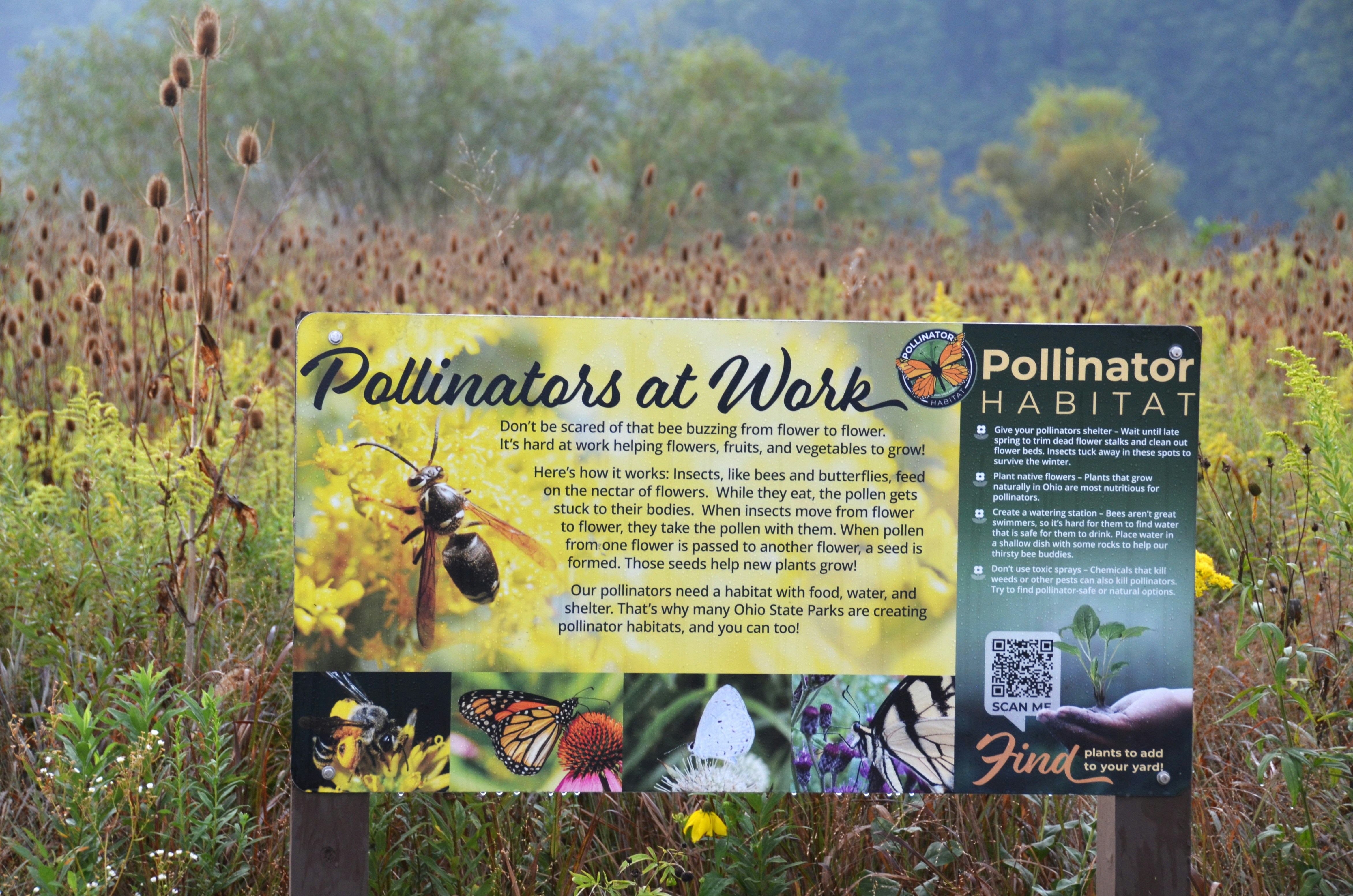 Pollinators at Work: Guardians of the Meadow