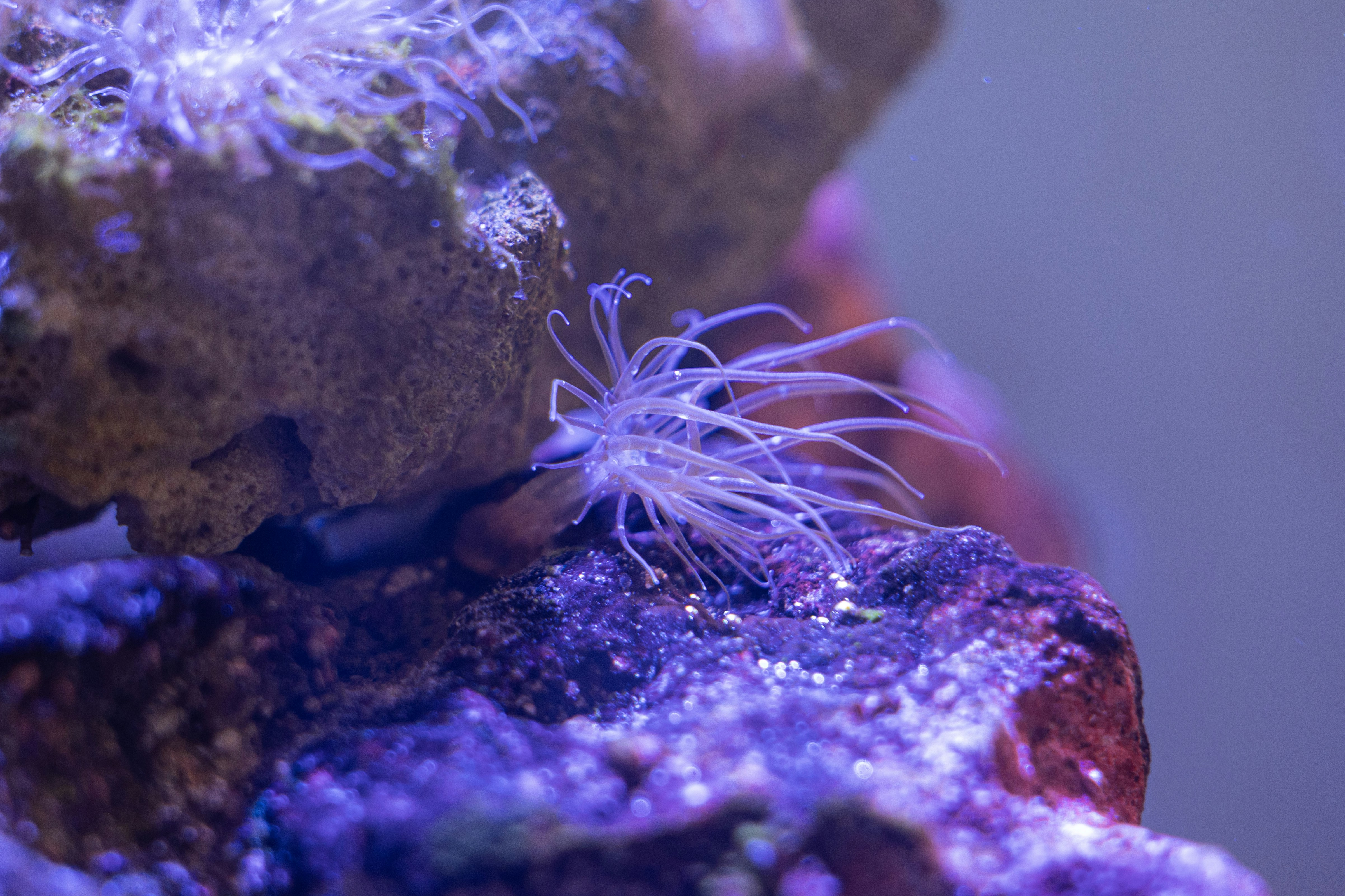 Blue-White Anemone Illuminate: A Macro Sea-Anemone Detail in Reef Glow