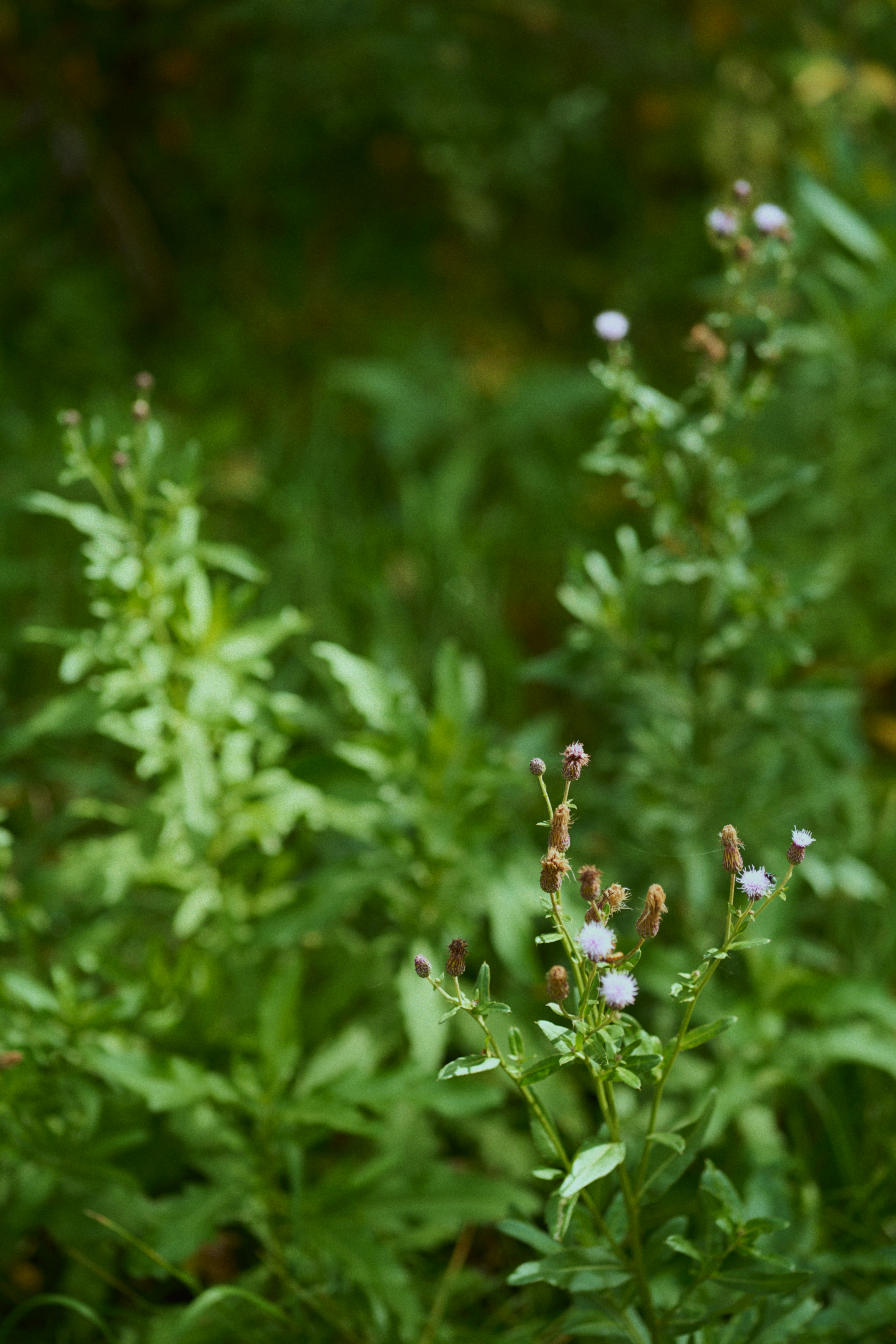 Wildflower Crown: Delicate Blooms in a Verdant Margin