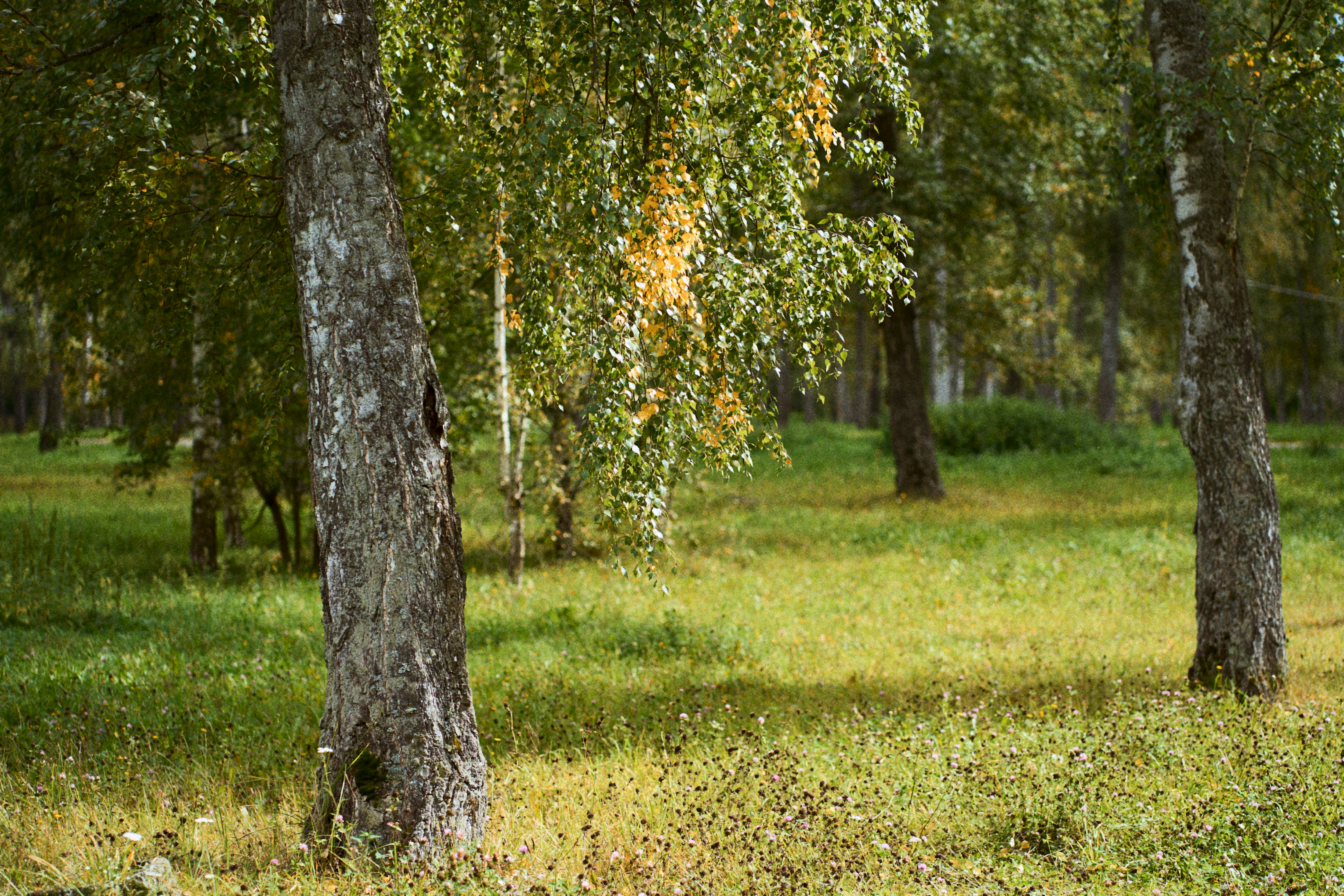 Forest Edge Quietude: A Sunlit Clearing Framed by Old Trees