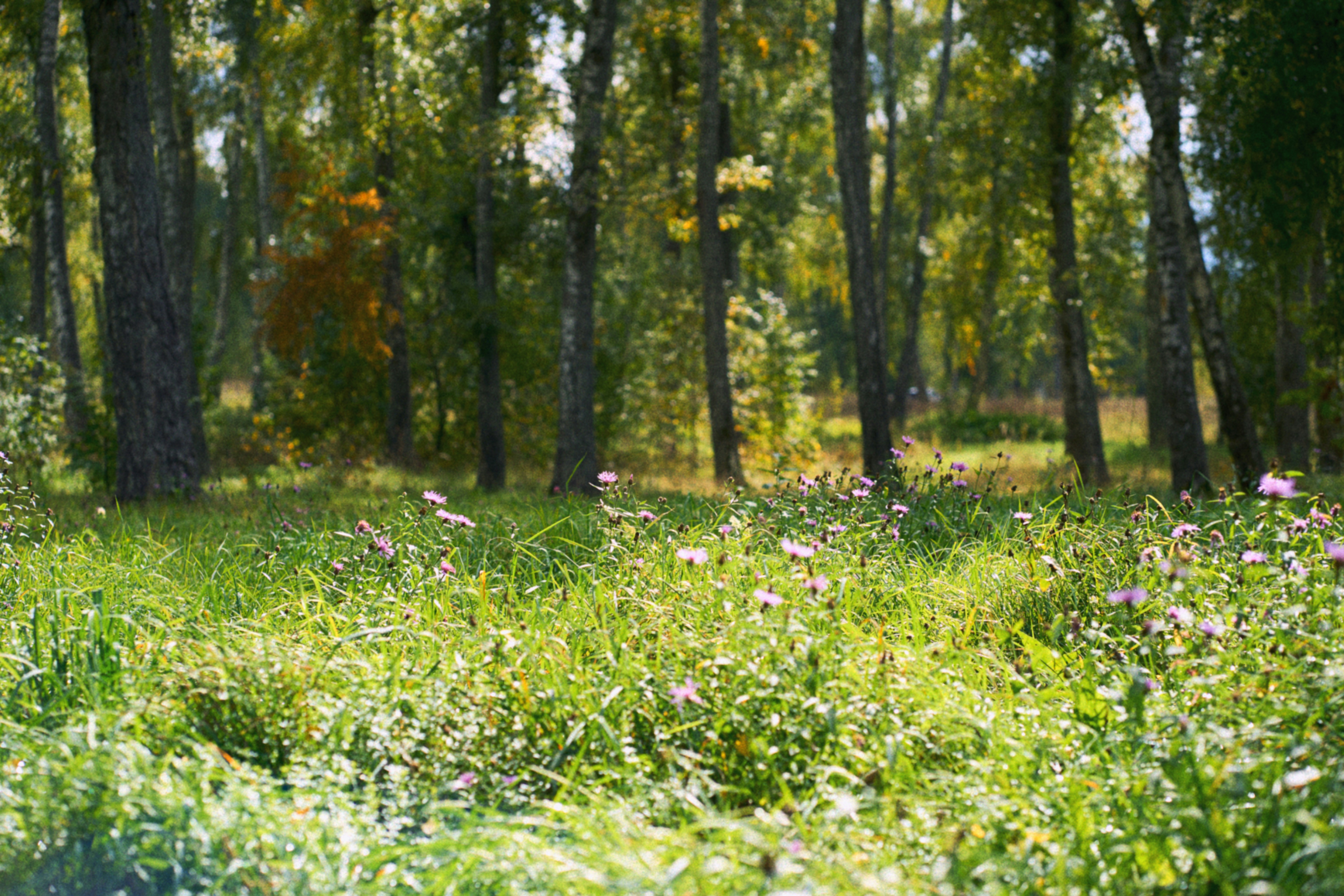 Sunlit Meadow Edge: Wildflowers Dapple the Forest Floor