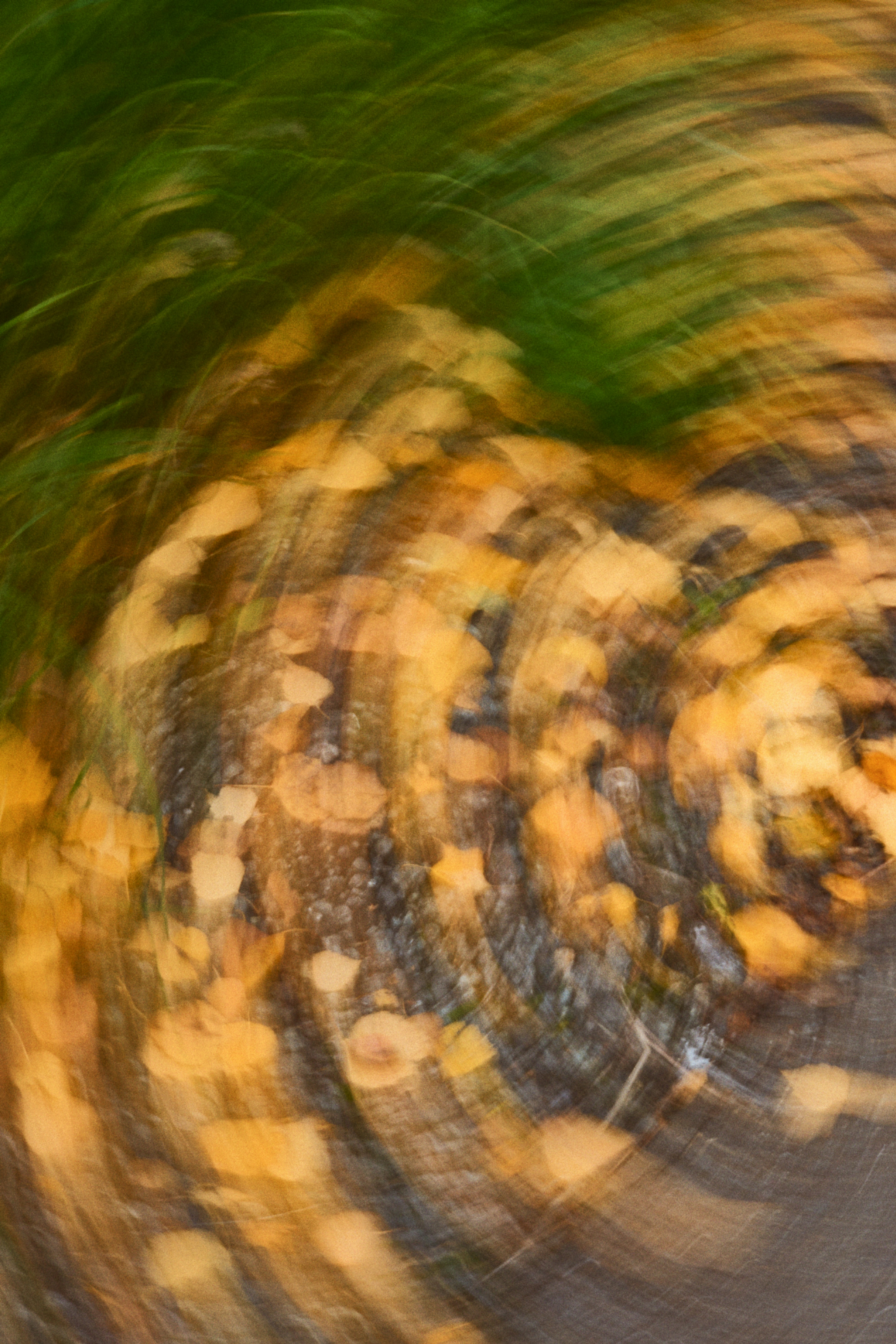 Spiraling Autumn Echoes