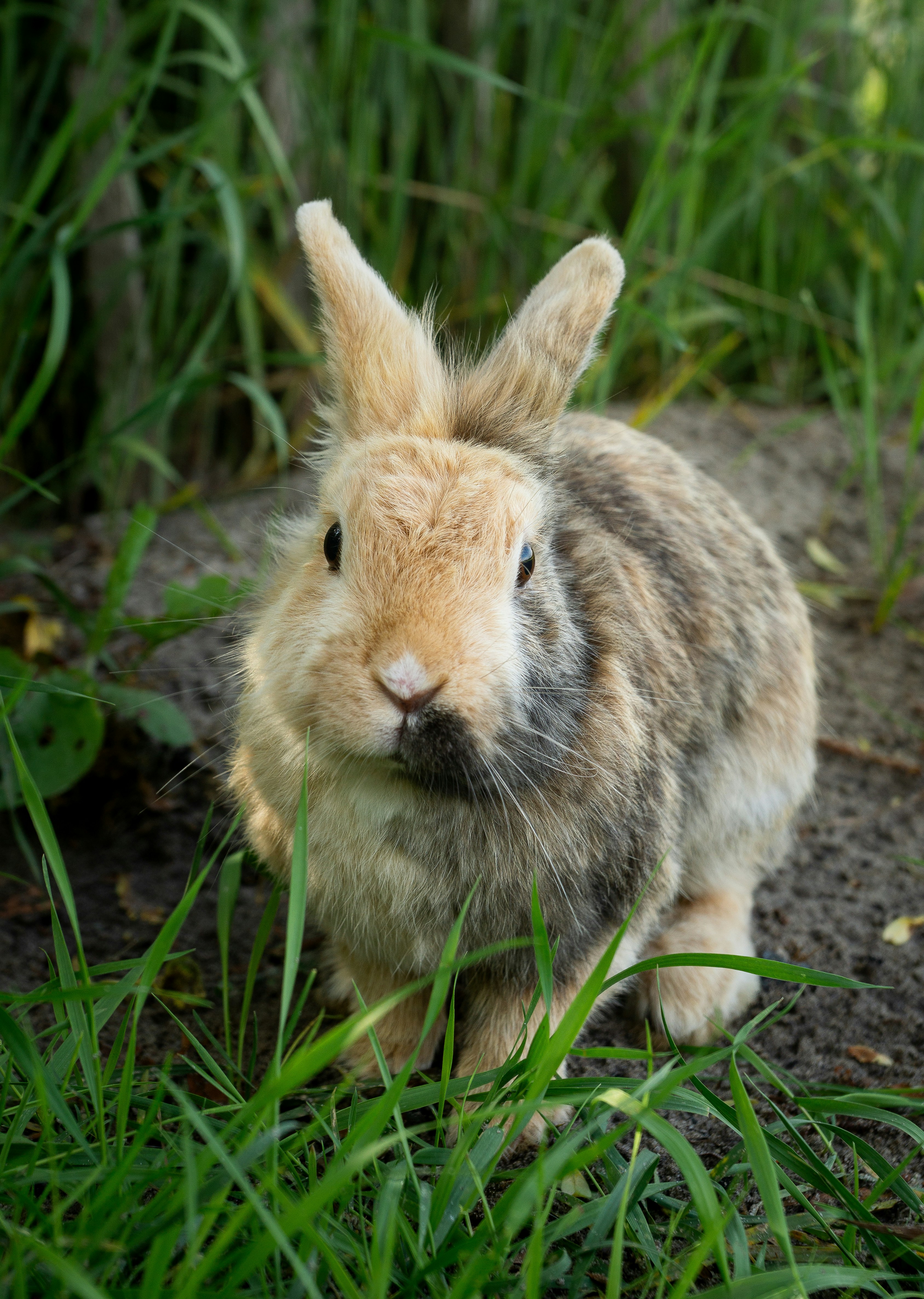 Curious Bunny in a Meadow Spotlight