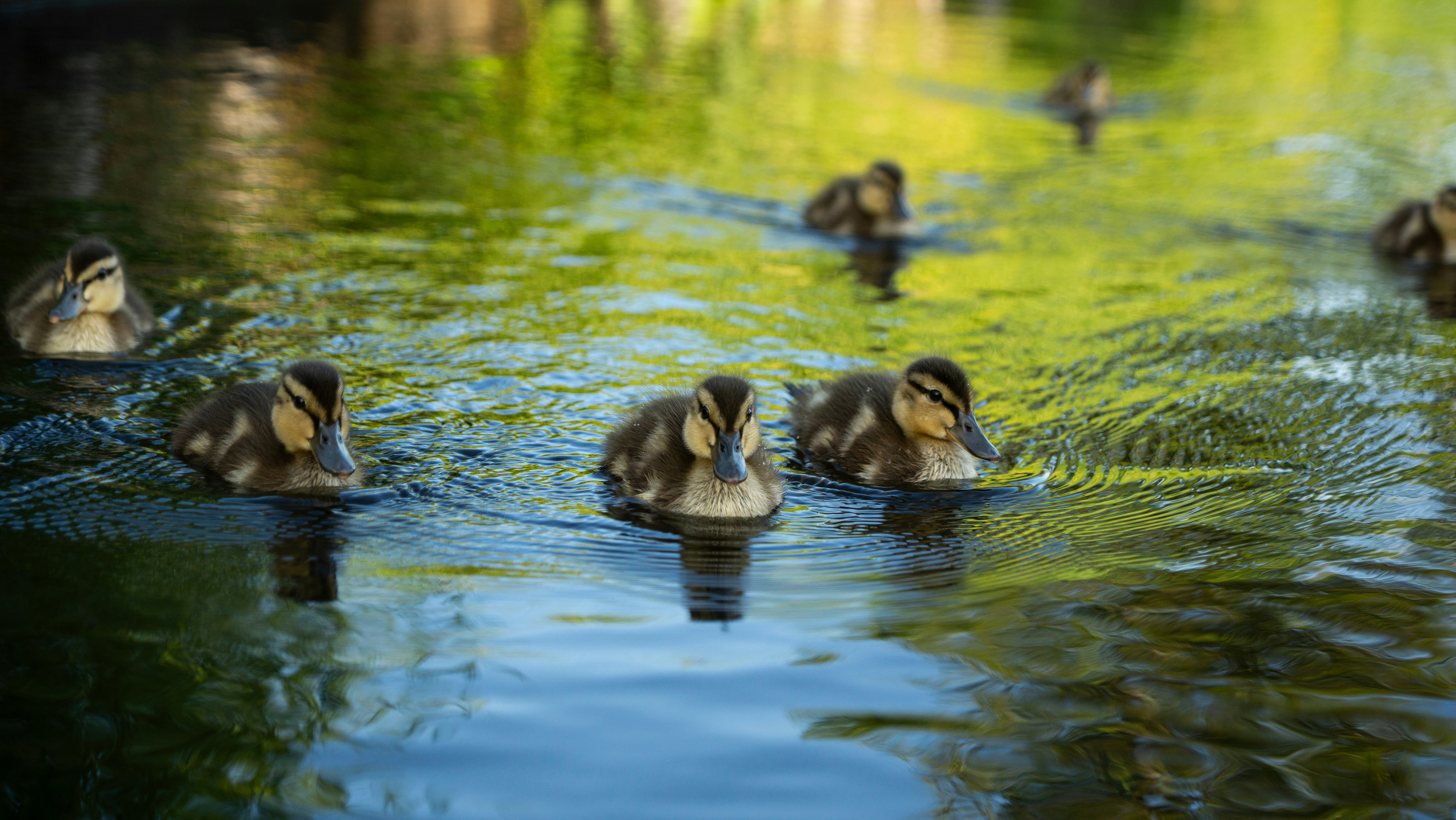 Ducks in a Quiet Ripple: Family Drift on a Sunlit Pond