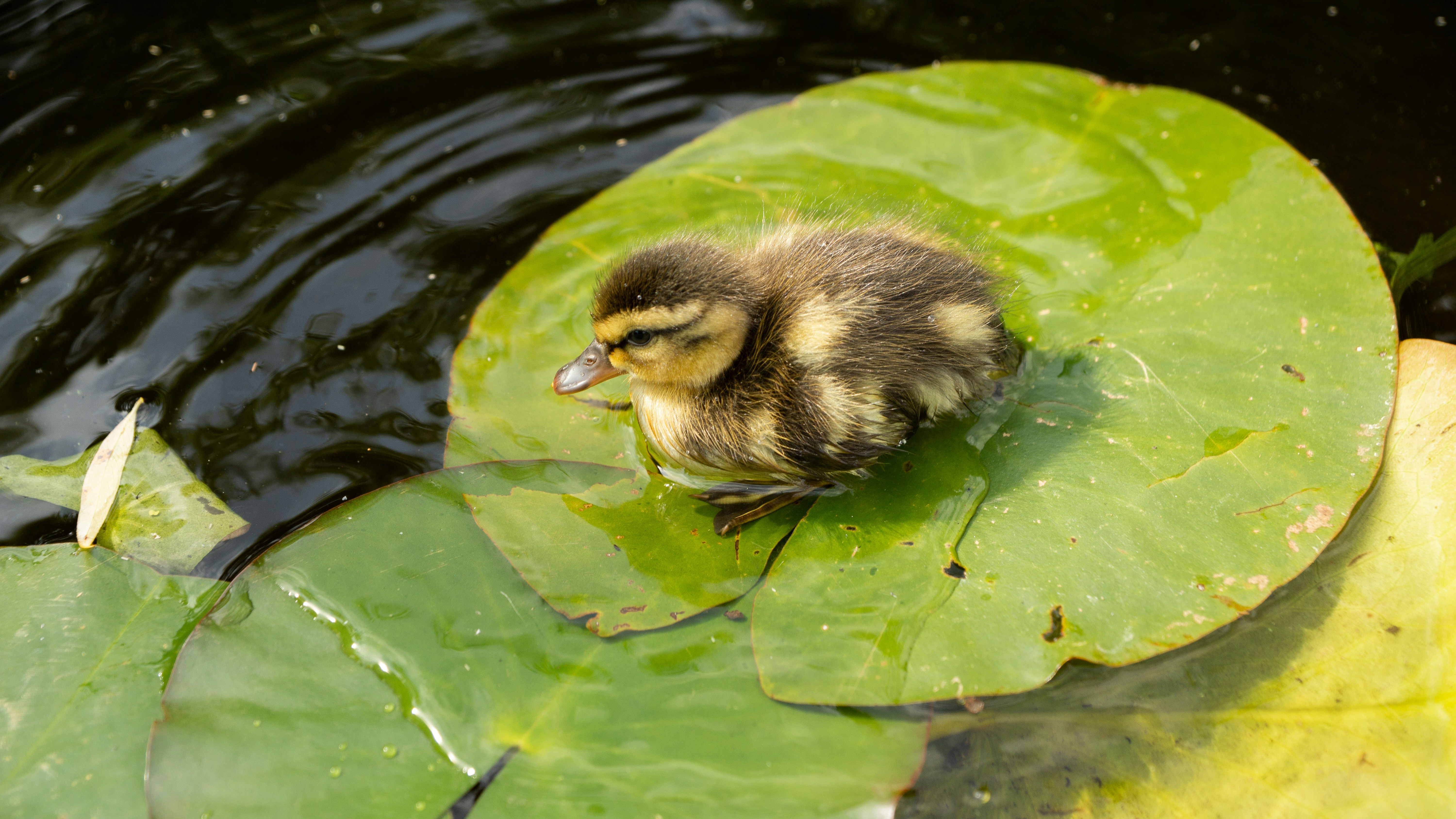 A lone duckling rests on a lily pad, surrounded by dark water; the scene emphasizes a delicate and intimate moment in a pond environment. (Logo-free natural photograph)