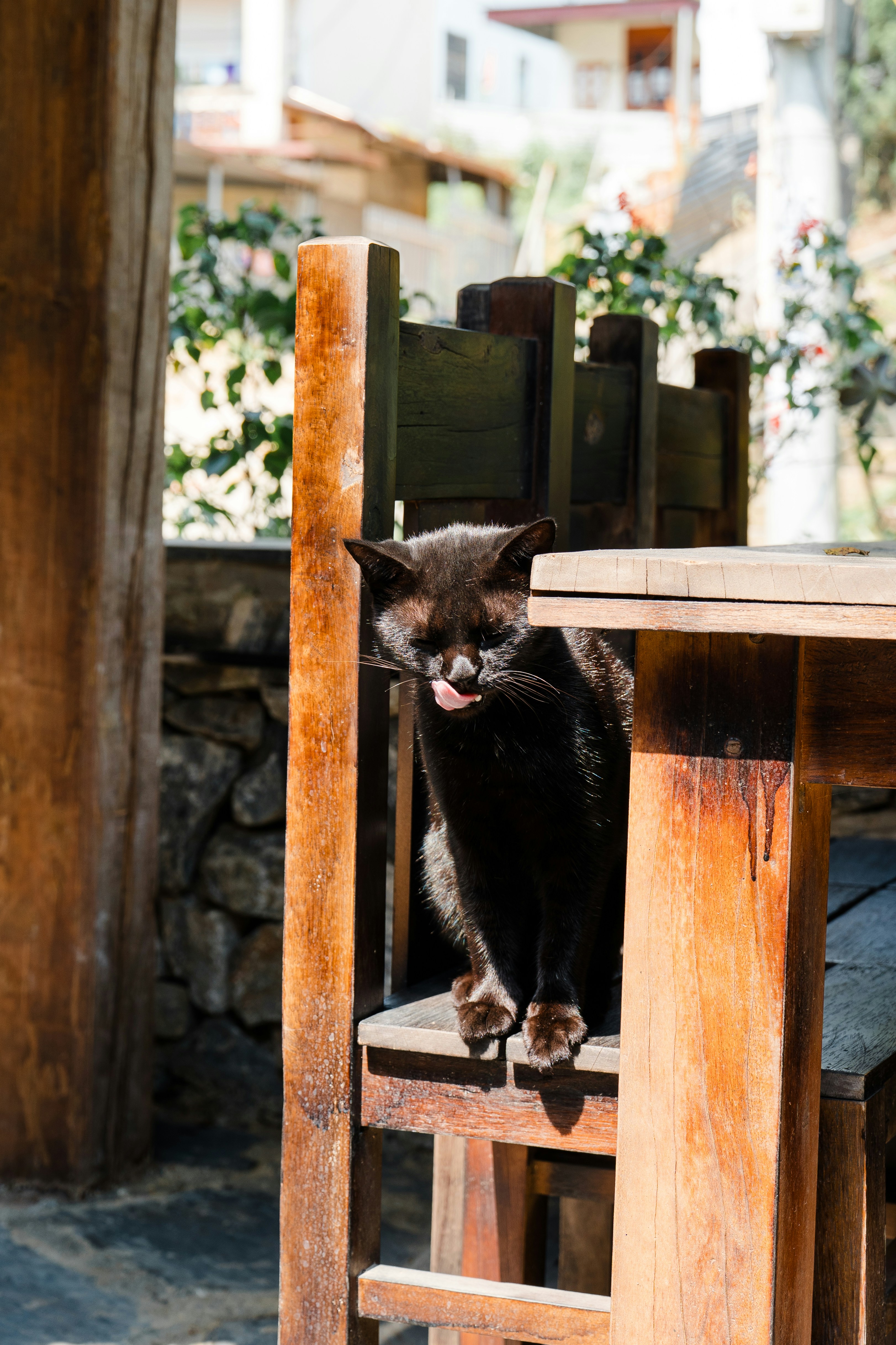A black cat sits on a sunlit wooden bench with its tongue lightly out, framed by rustic outdoor elements.