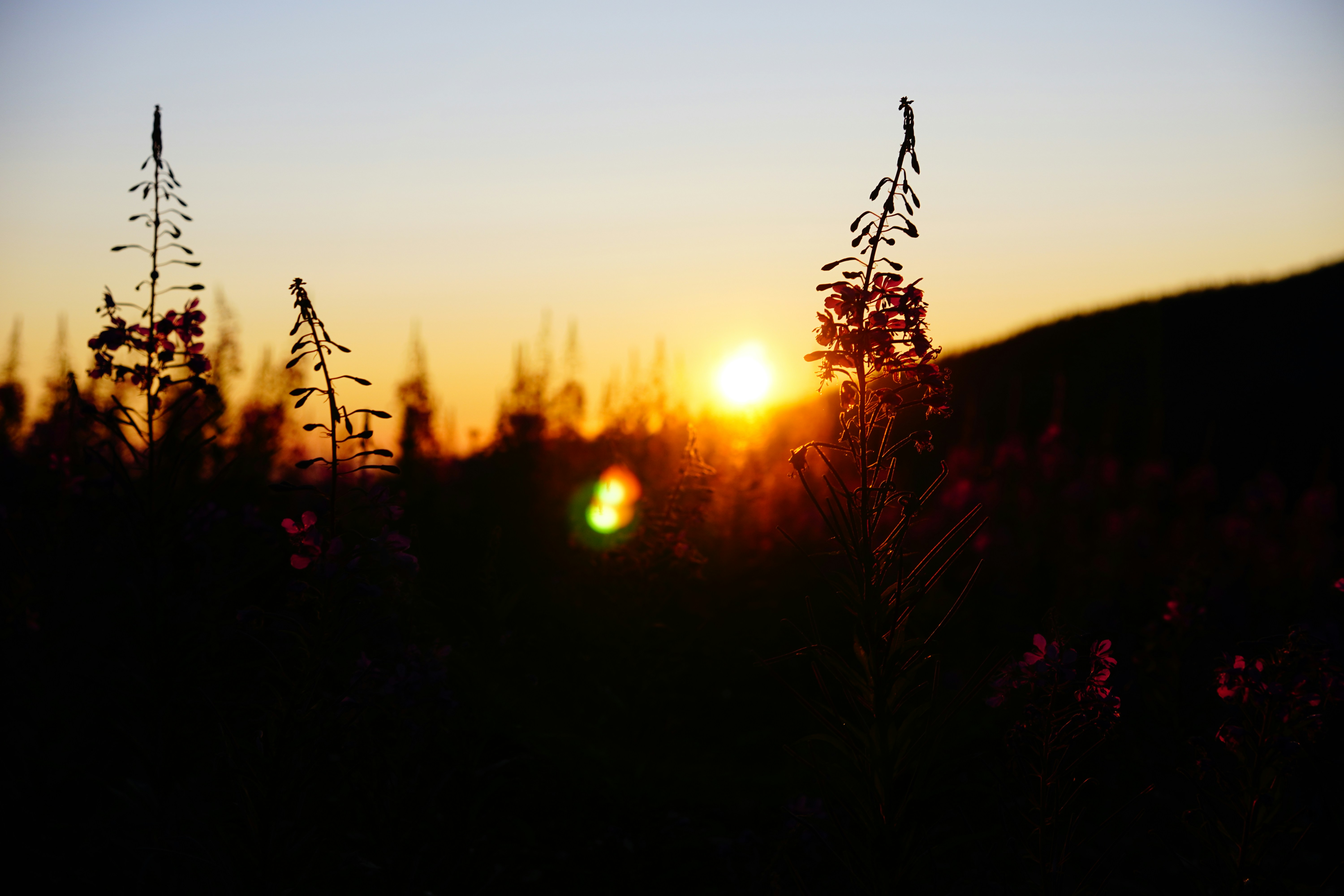 Sunlit Wildflowers Framing a Sunset Dune