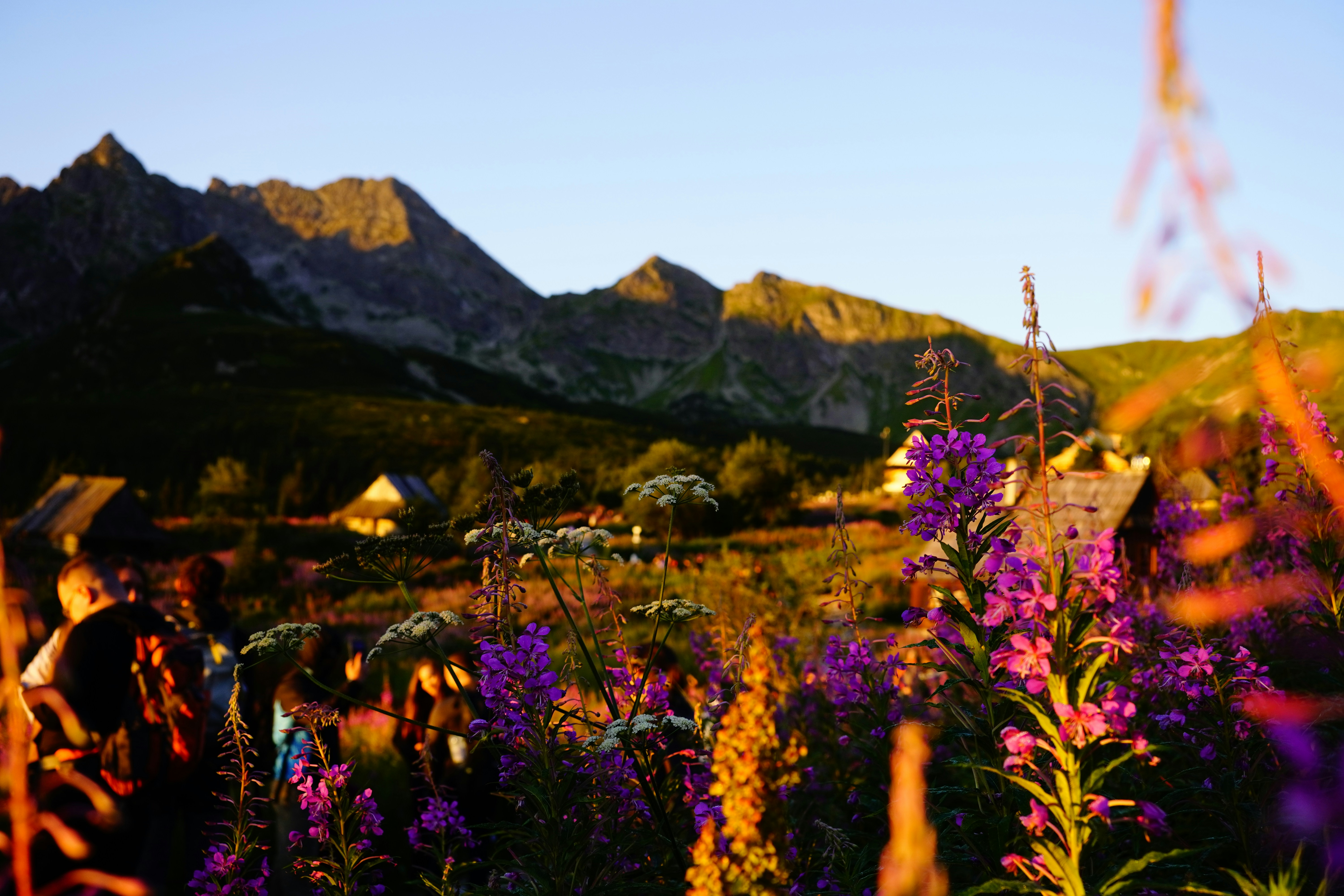 Sunlit Wildflower Field Framing a Mountain Backdrop