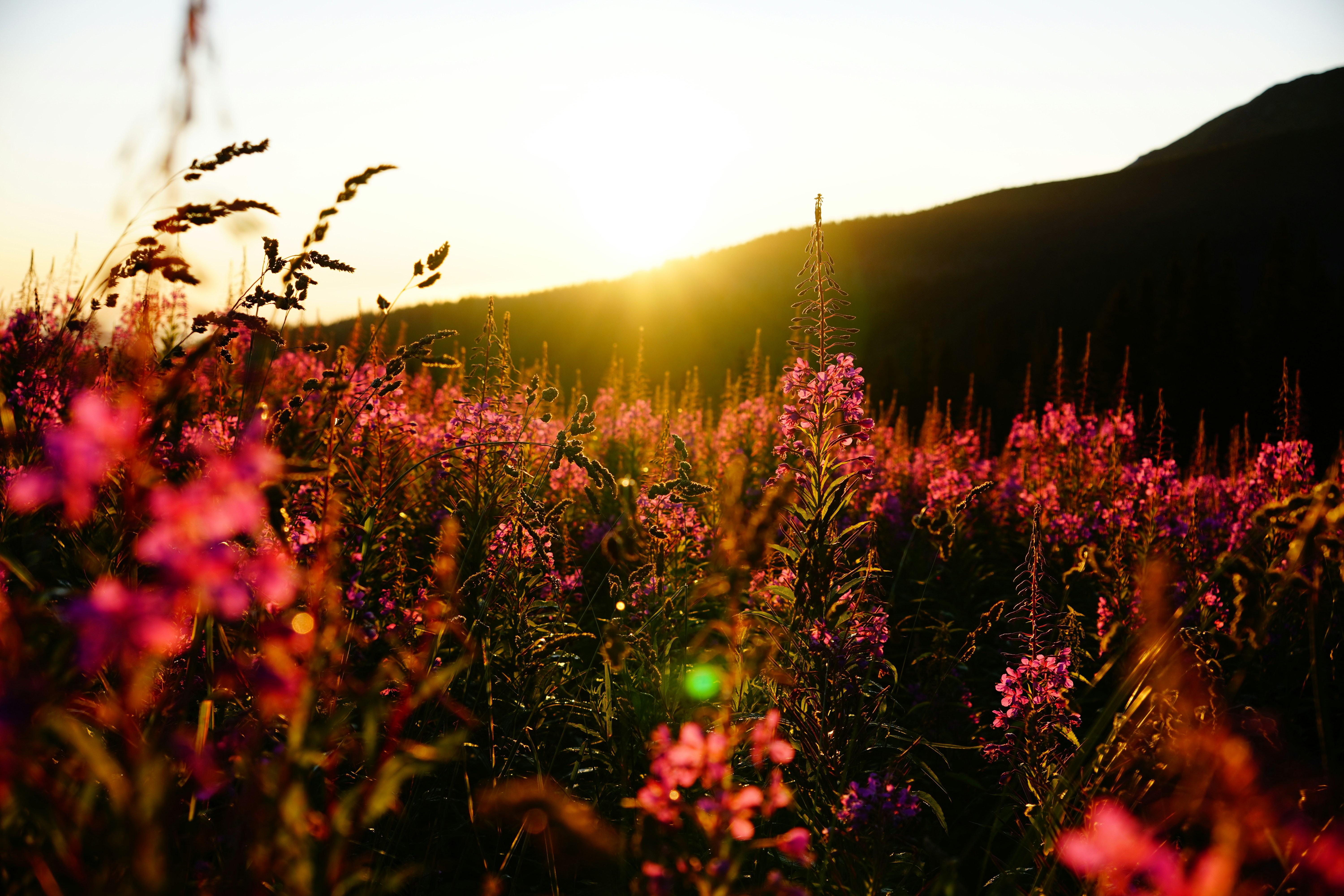 Sunlit Wildflowers at Dusk: A Golden Meadow beyond the Hills