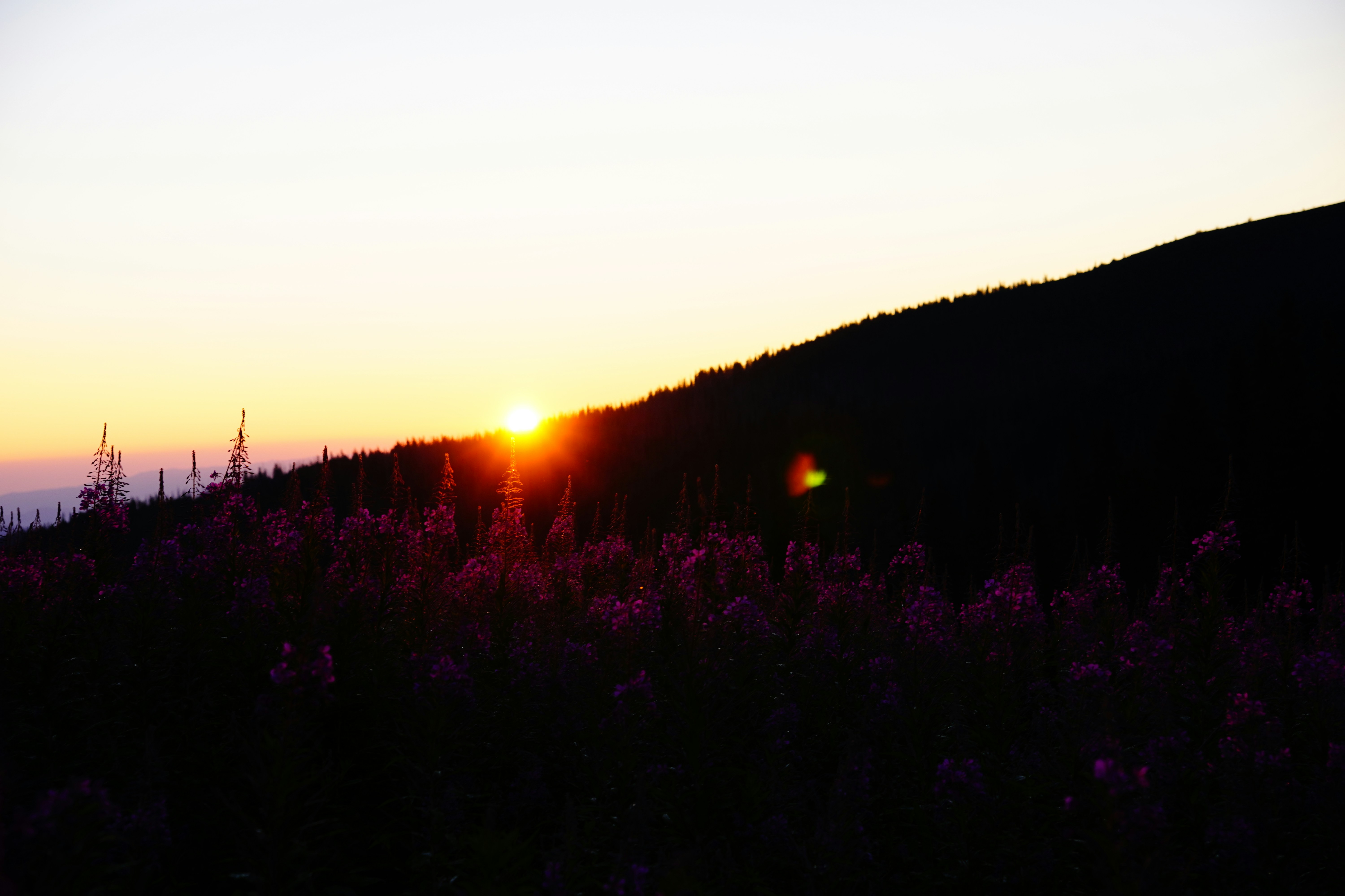 Low Sun Over Purple Meadow: A Quiet Hill at Dusk