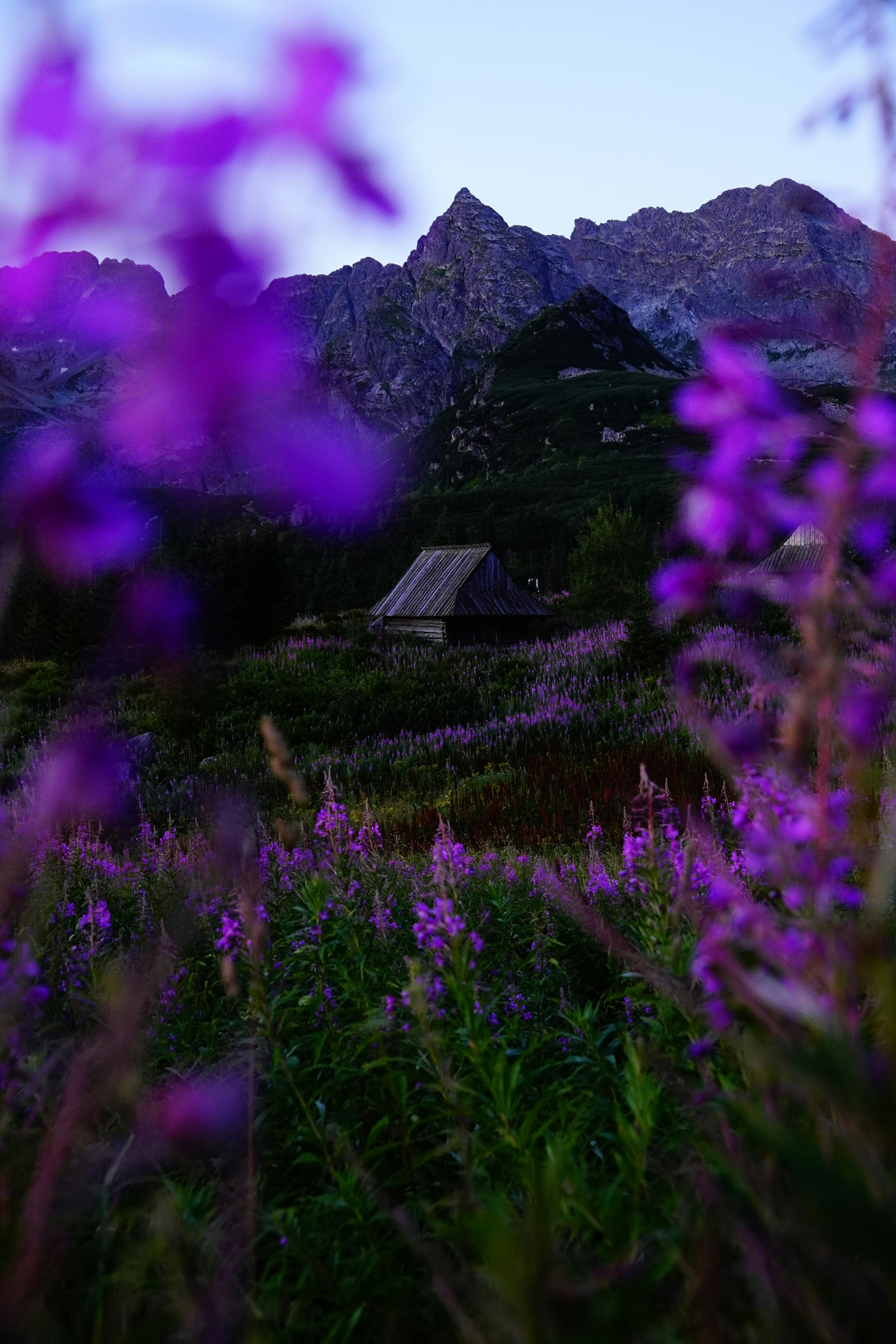 Purple meadow silhouettes: a rustic cabin beneath jagged peaks