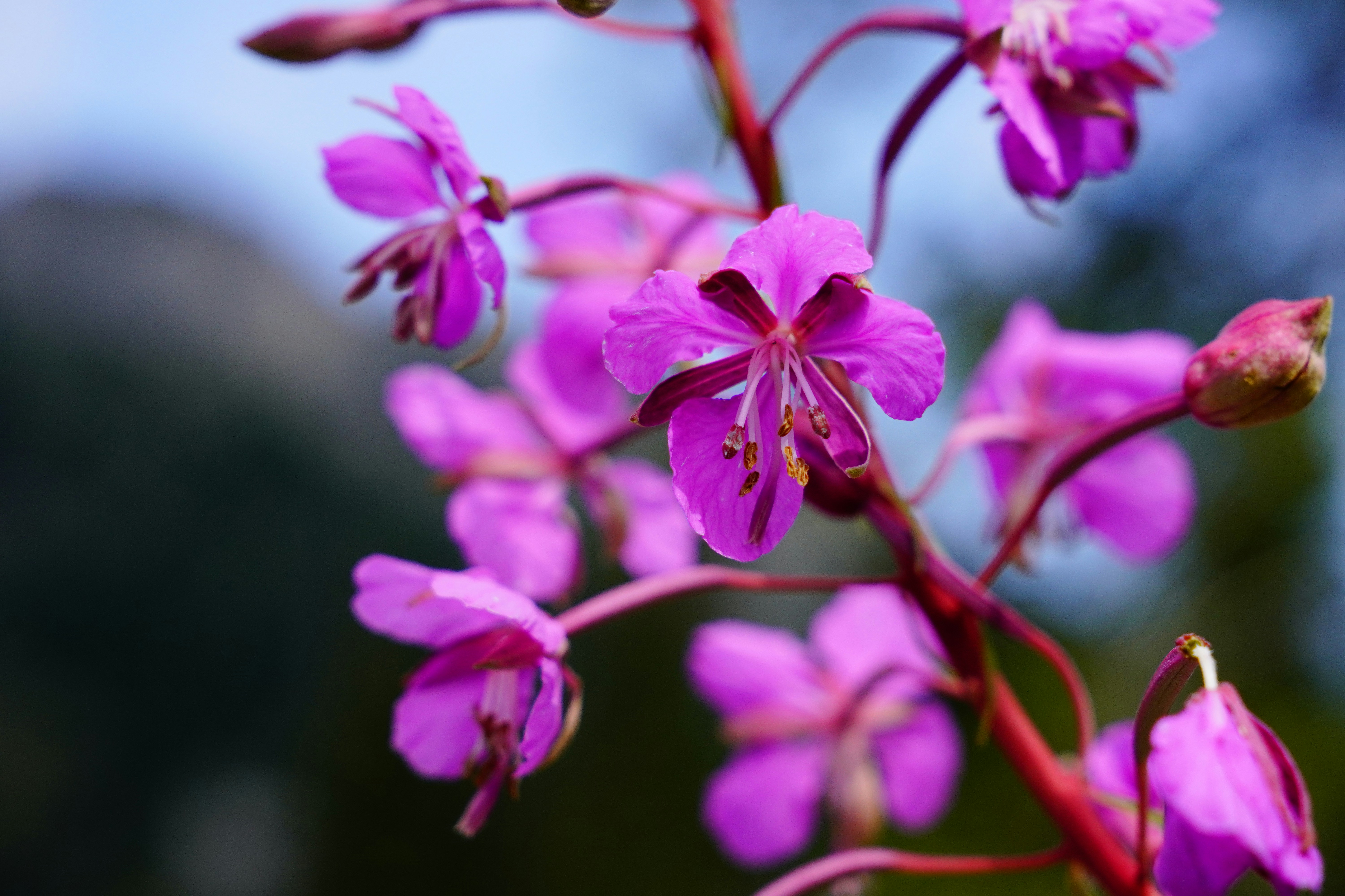 Crimson Bloom: Close-Up of Violet Pink Flowers on a Red Stem
