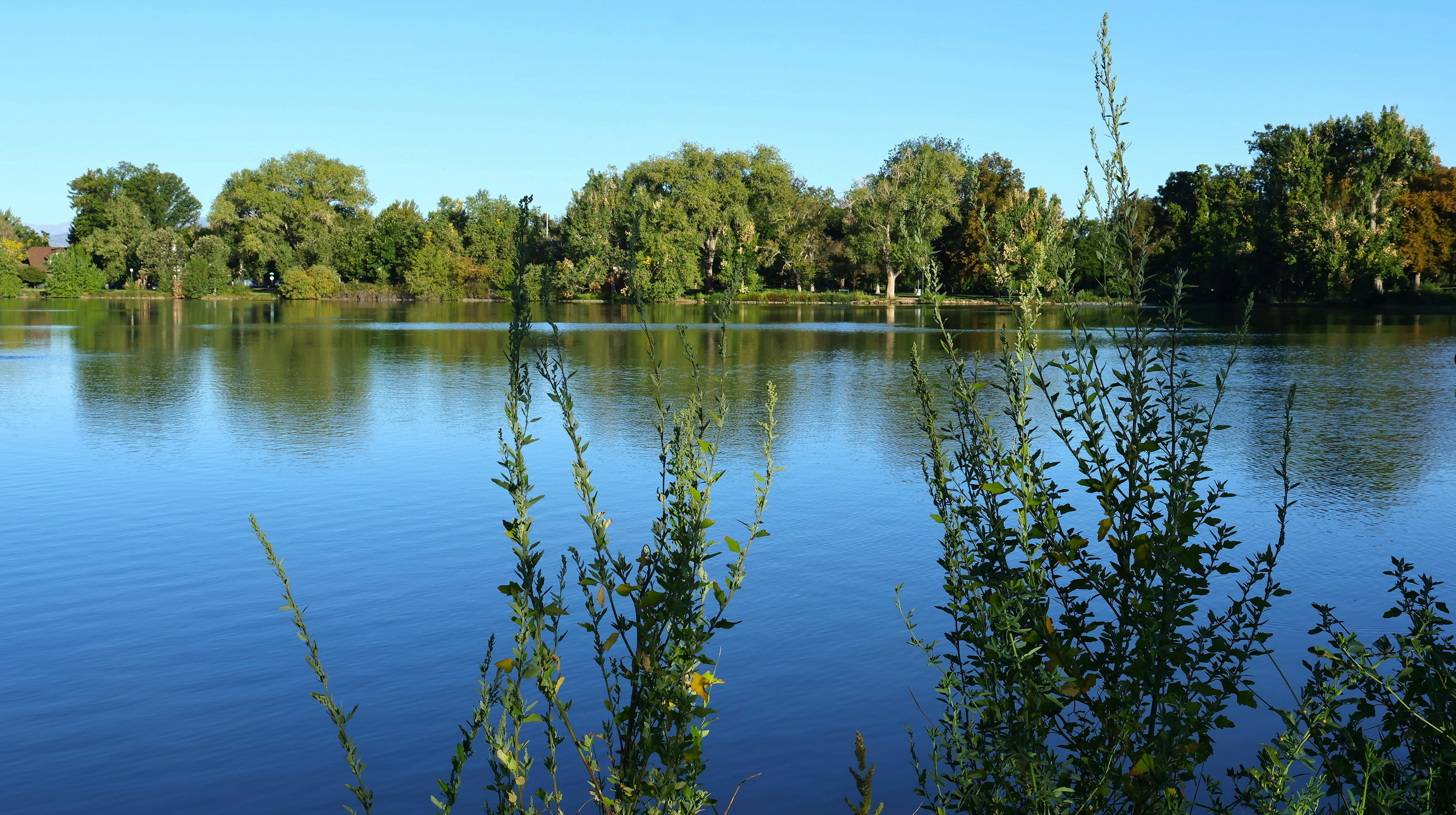 Quiet Riverside Vista: Still Water and Willowed Reeds