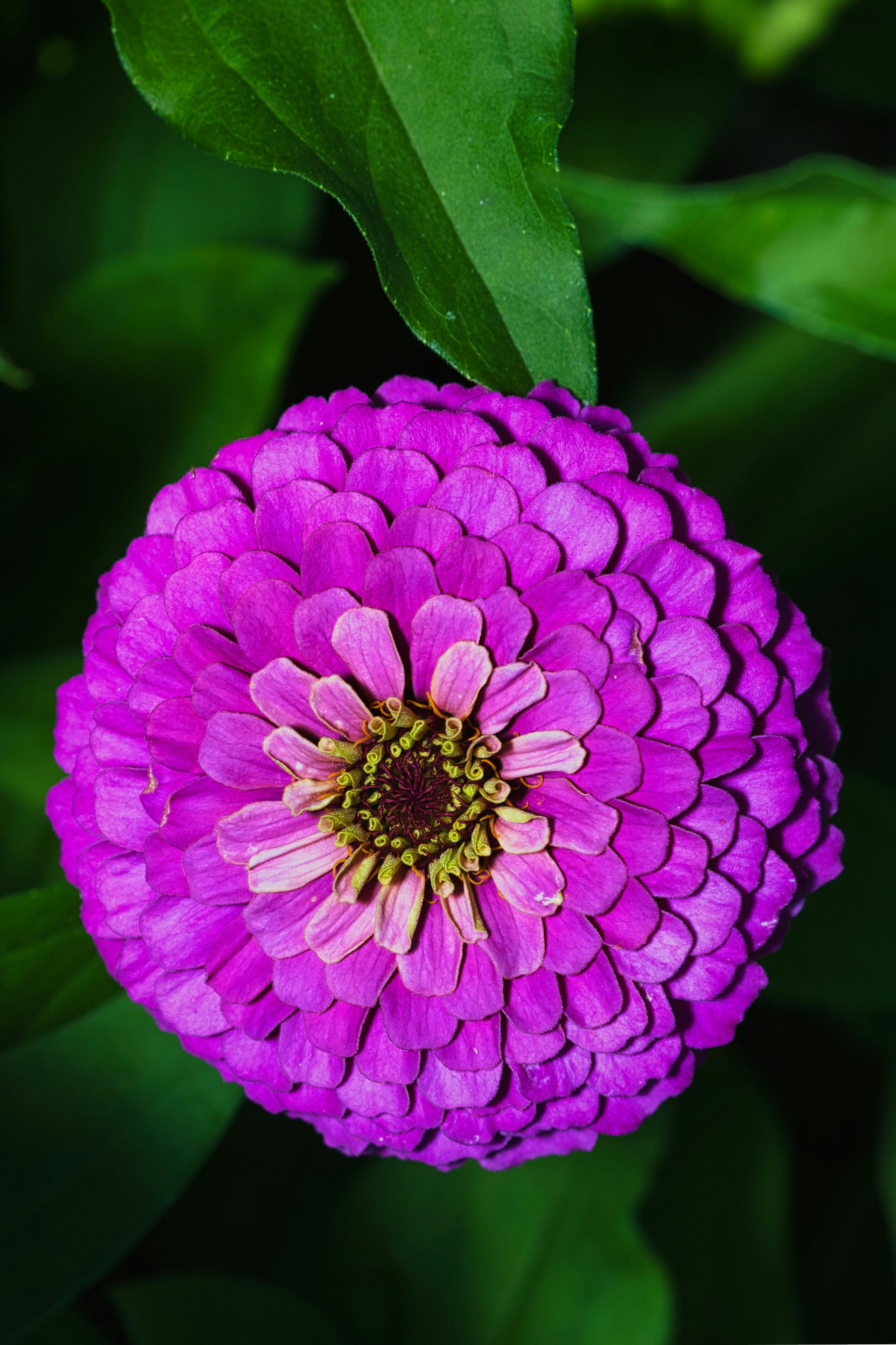 Crimson Core: A Zinnia's Geometric Bloom