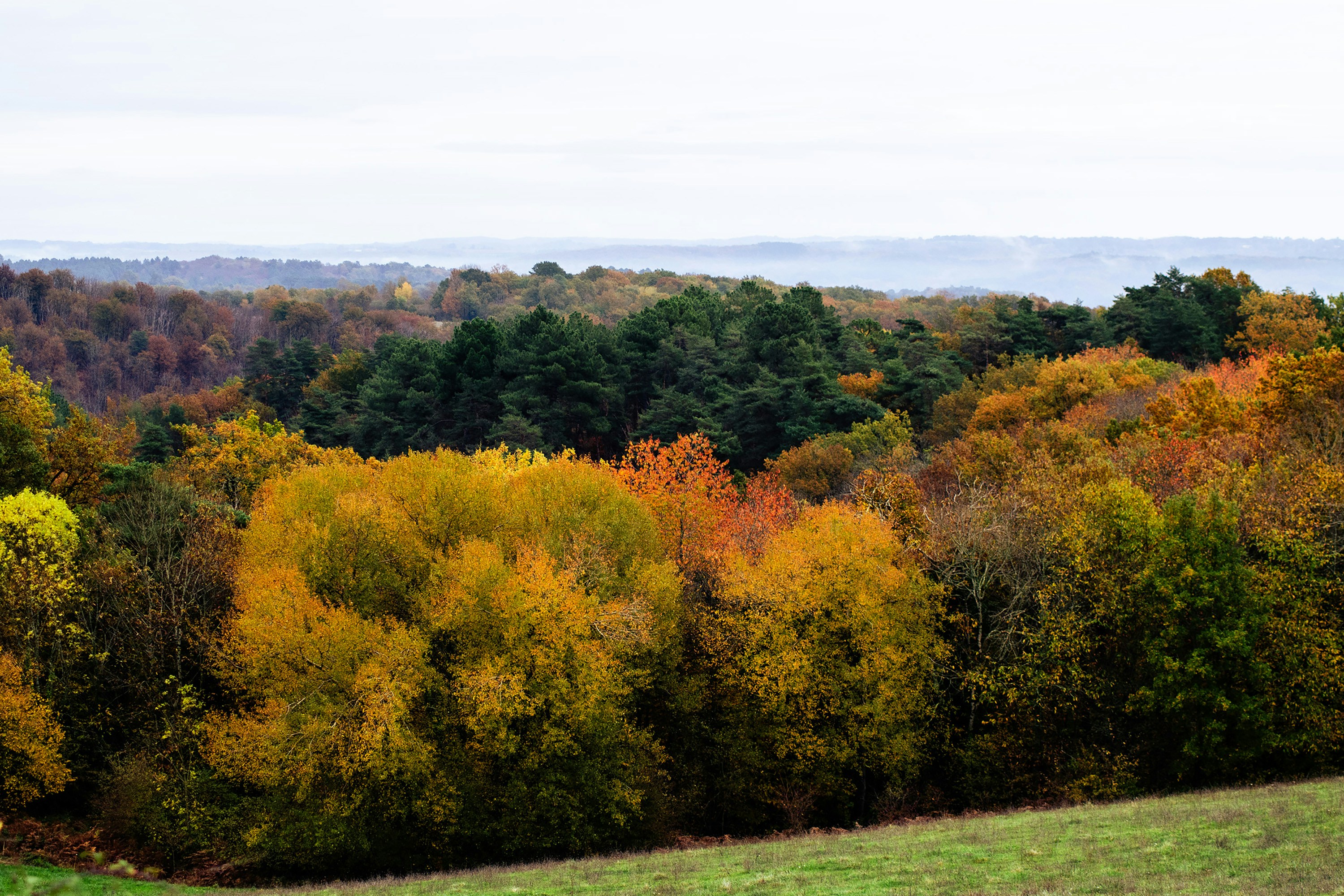 Autumn Crest: A Multilayered Horizon of Fall Color