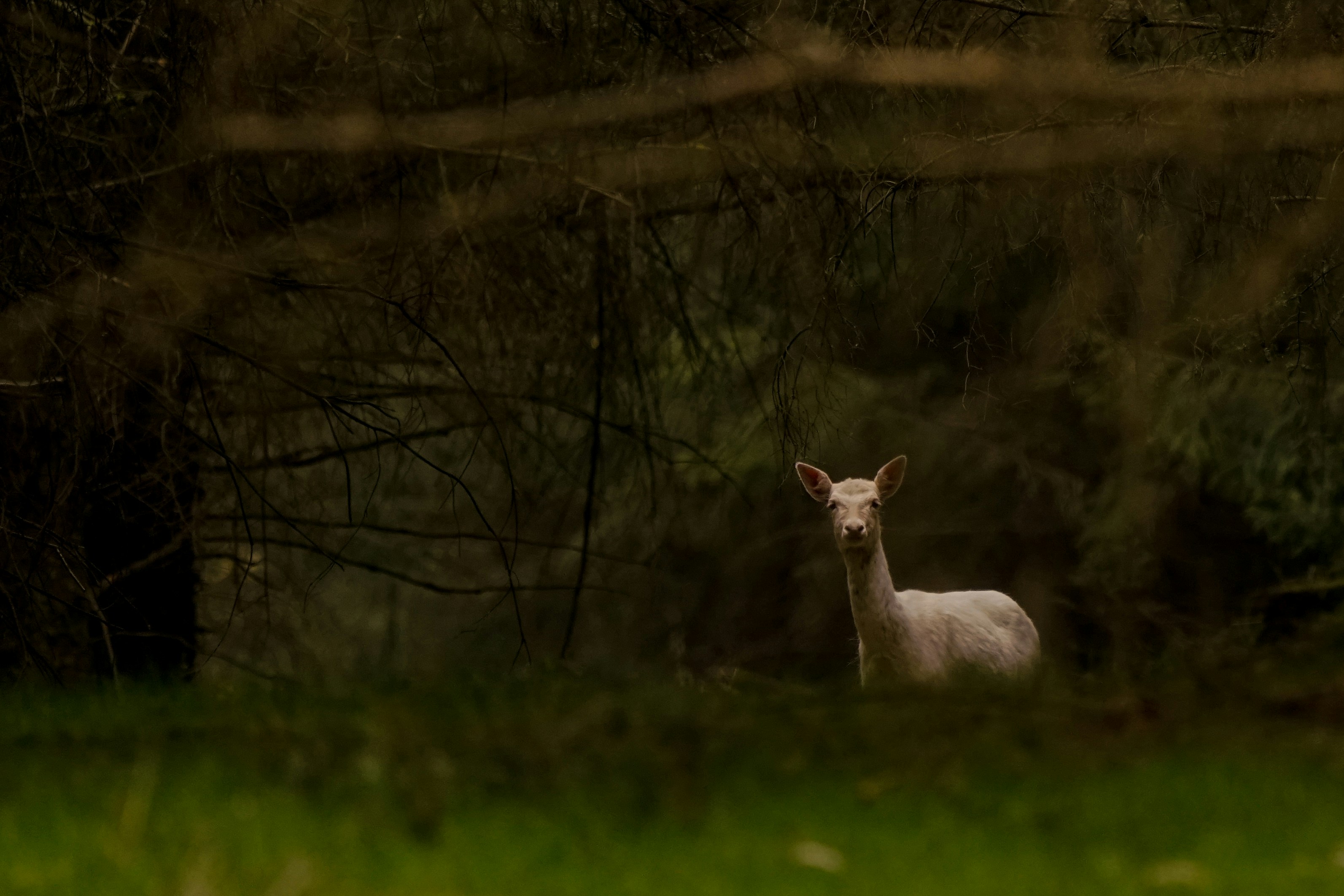 A lone deer stands alert in a dim forest clearing, partially illuminated by soft ambient light; a calm focal point amid dark trees and a sunlit foreground patch. This is a photographic capture rather than a painting or illustration.