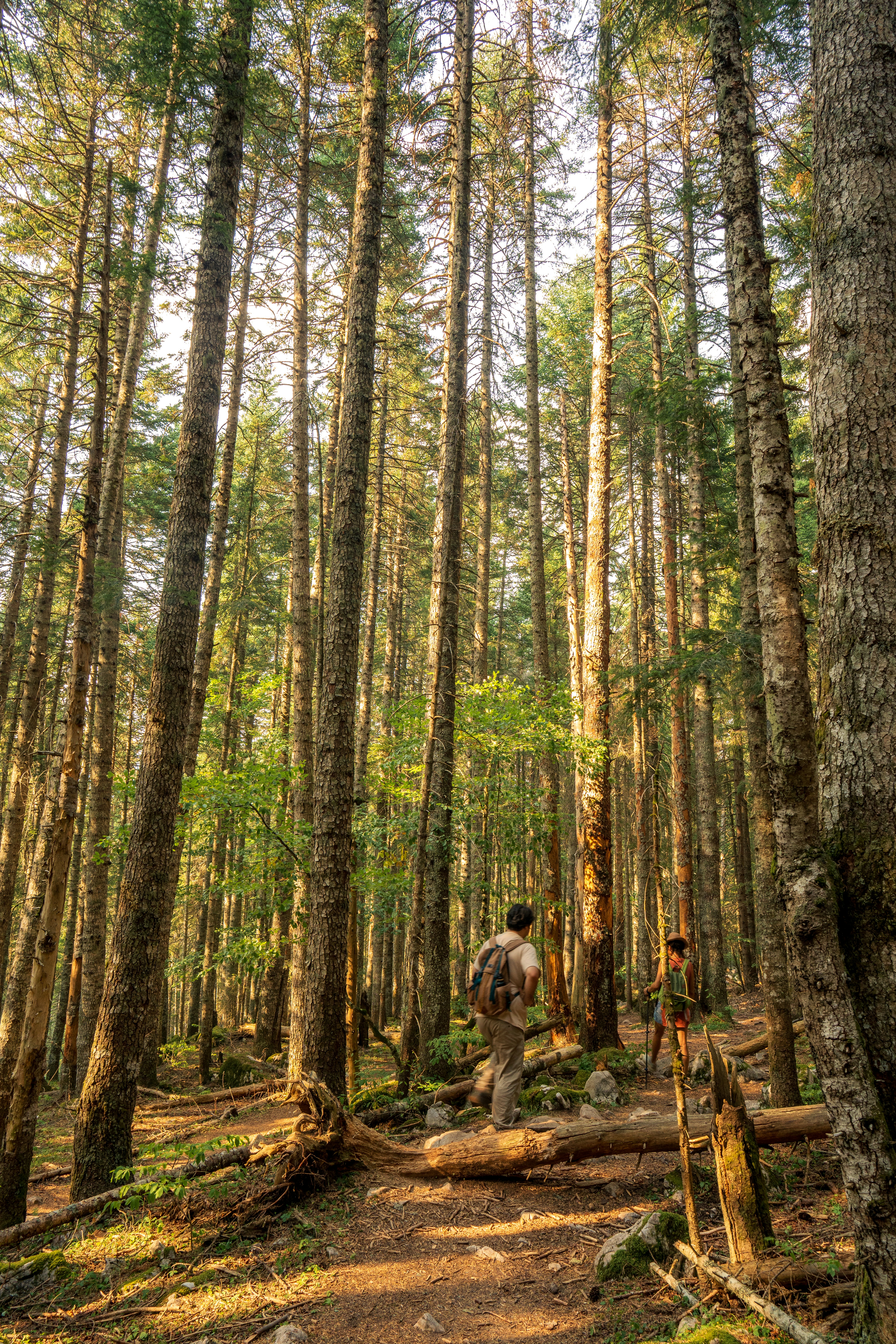 Forest Pathway: Two hikers amidst towering pines