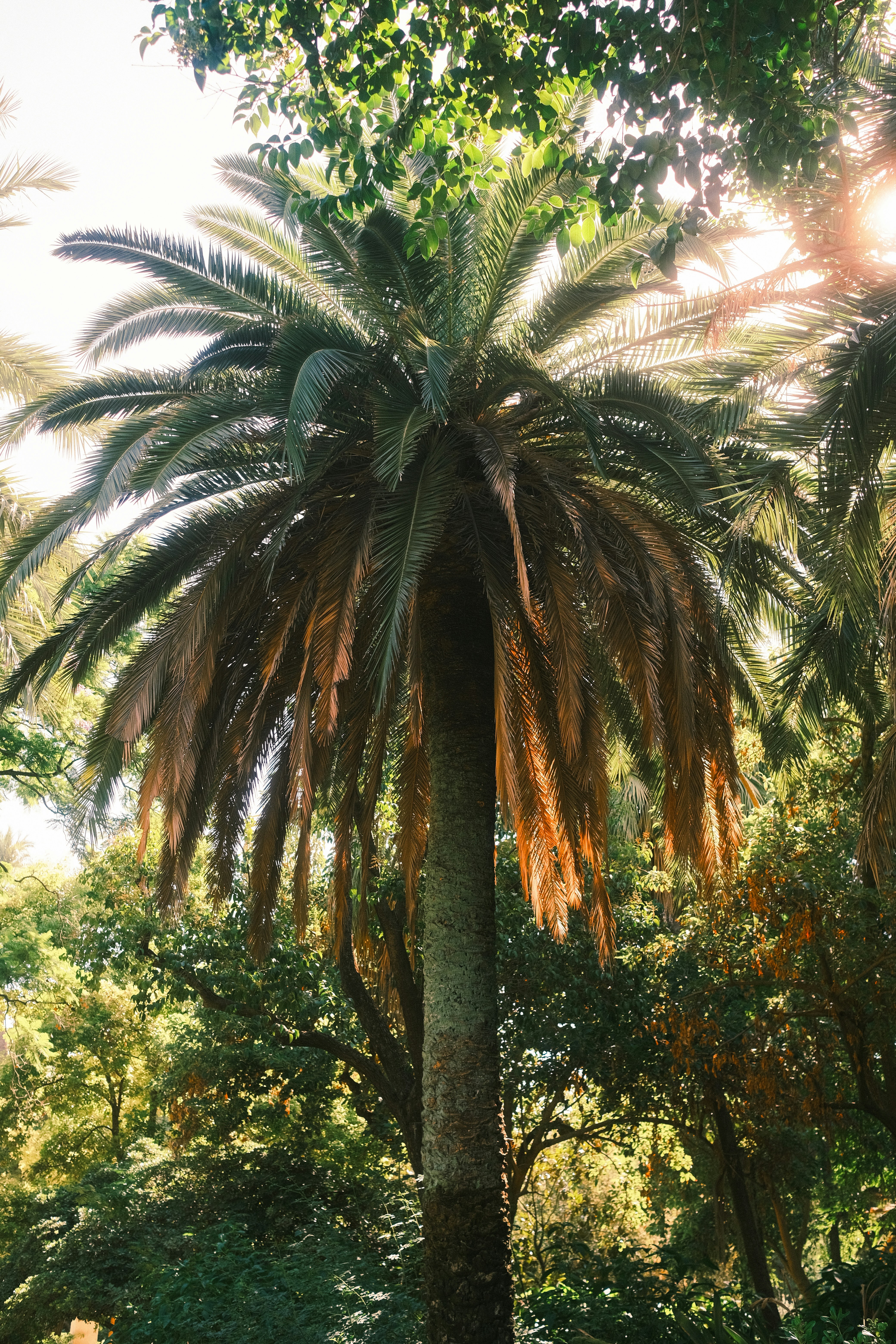 Sunlit Palm Tower: Central Trunk Surrounded by Fronds