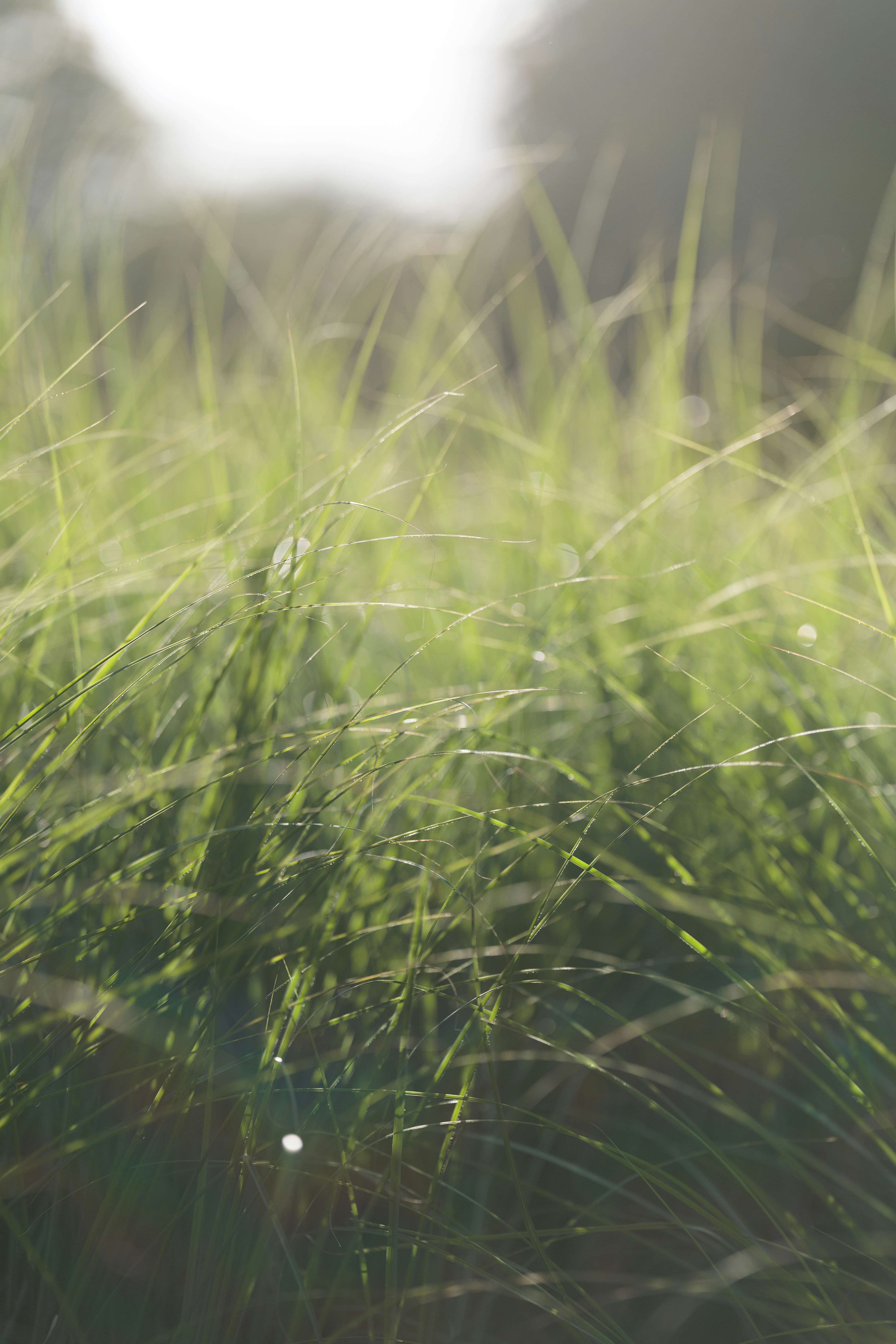 Sunlit Chamomile Susurrus: Morning Grass in Soft Focus