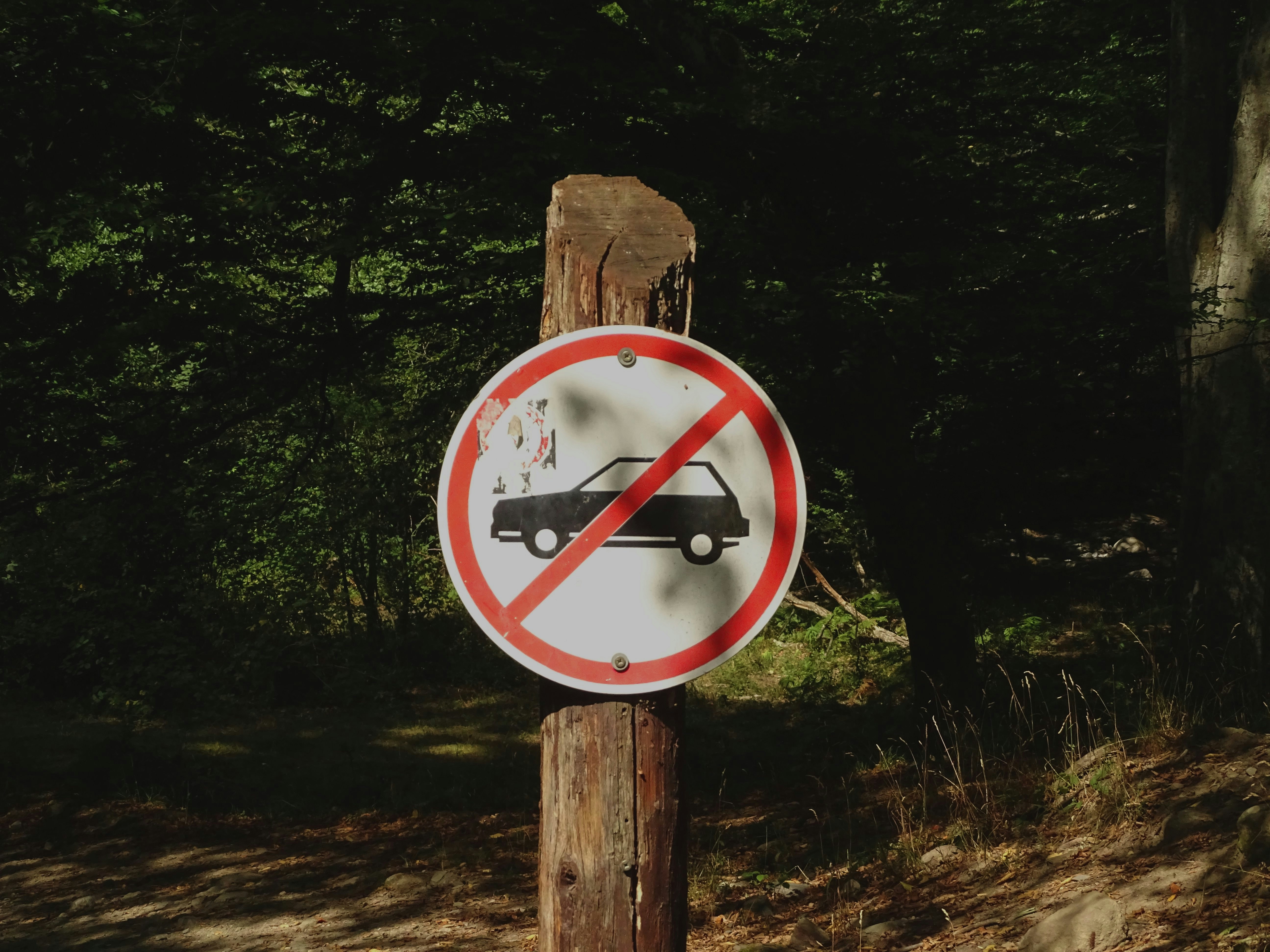 No-Entry Car Sign Guarded by a Weathered Post in a Sunlit Forest Clearing