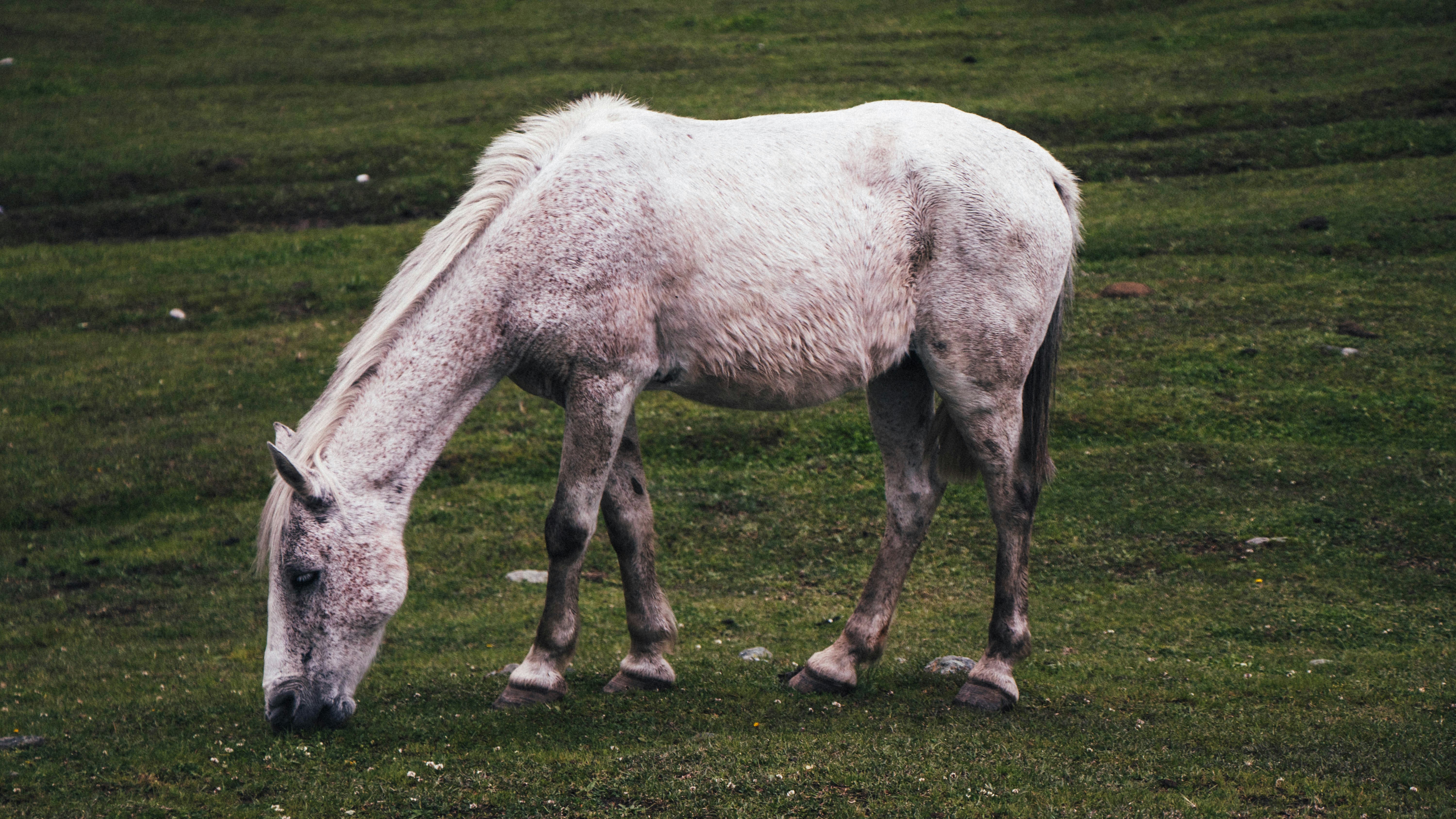 Pasture Equestrian: A White Horse Quietly Grazes in Green Field