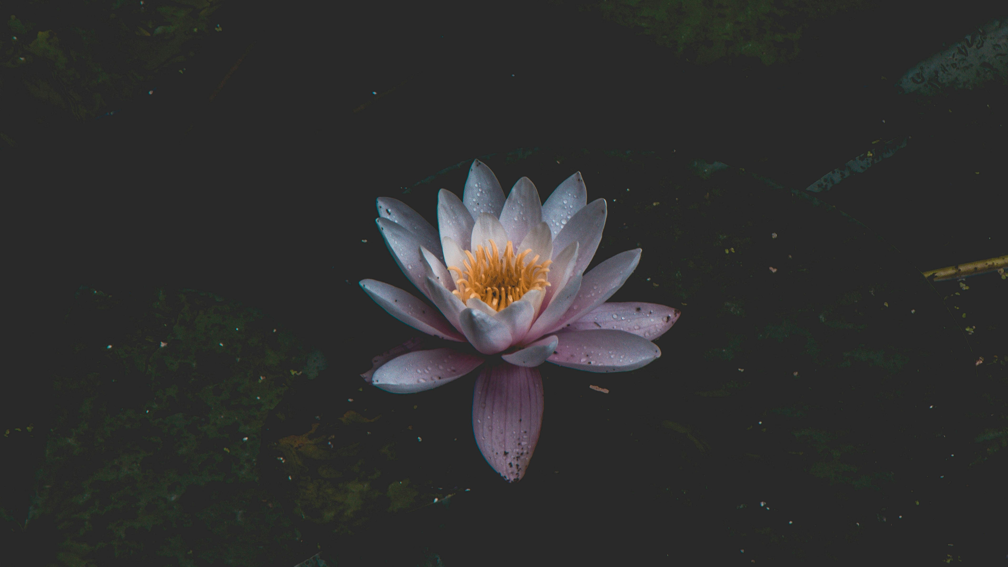 Moonlit Waterlily: Quiet Bloom in Dark Pond