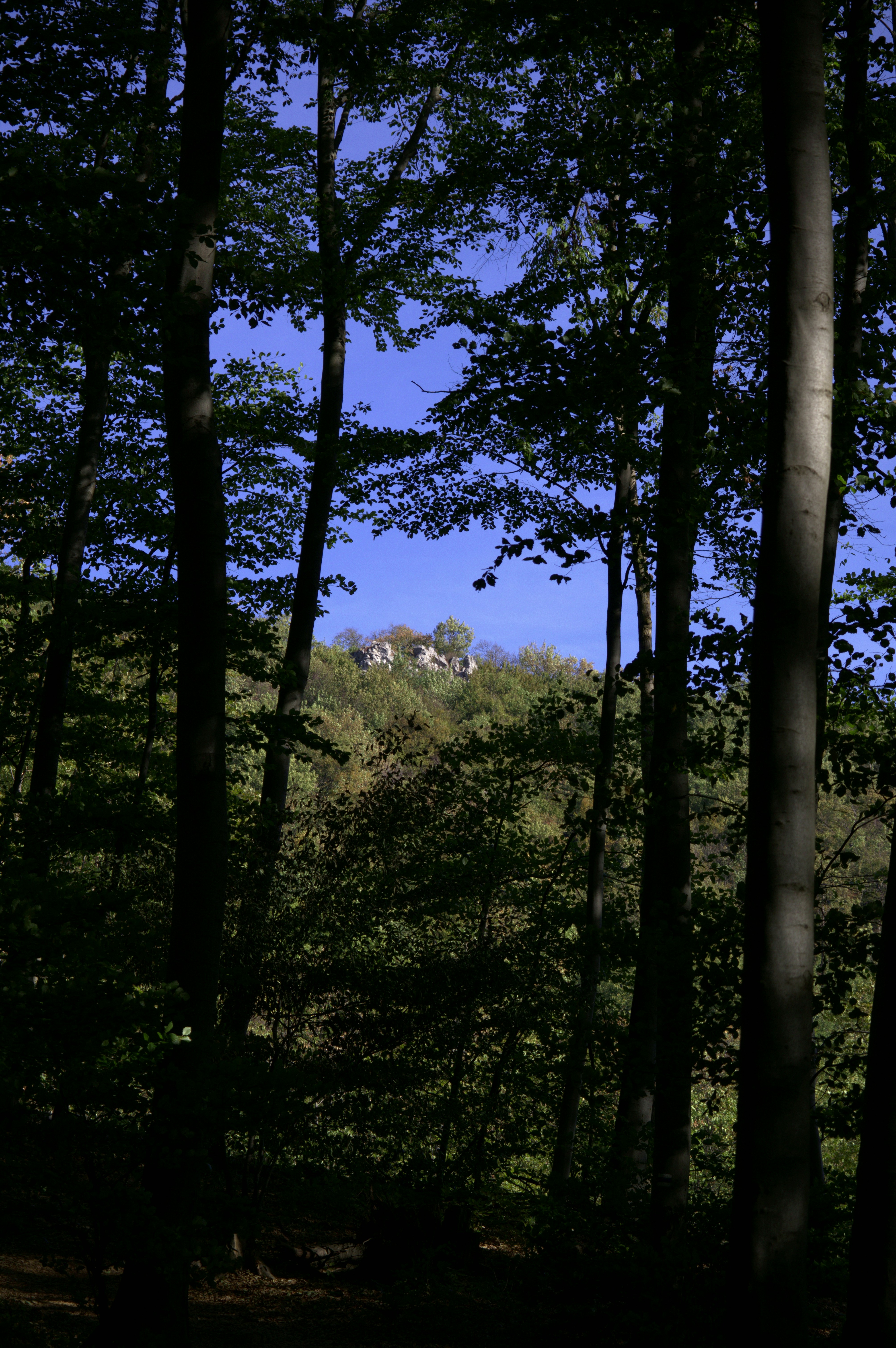 Light at the Forest Edge Beyond a Quiet Thicket