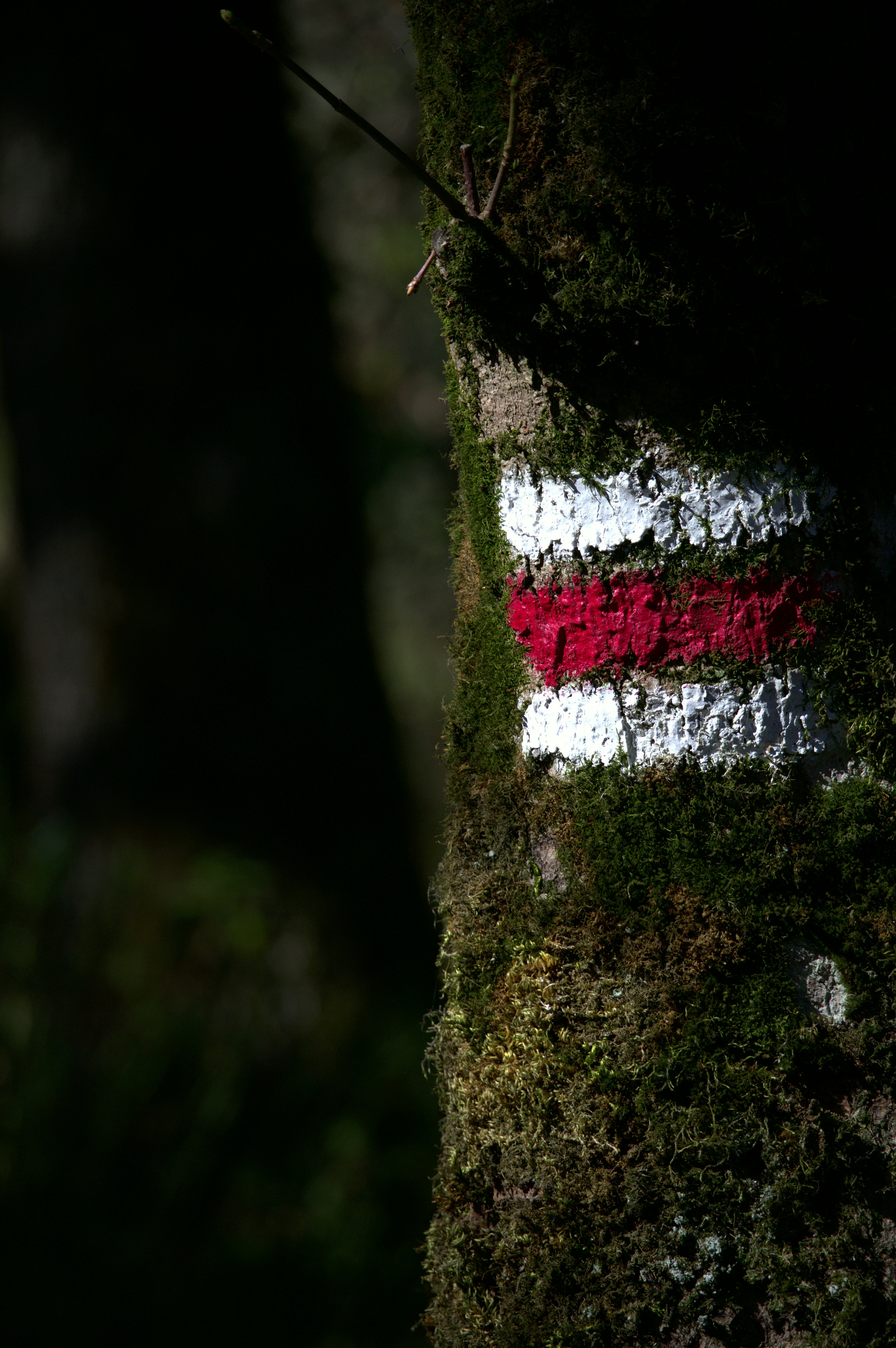 Moss-Cleanse: A Weathered Trail Marker on a Lichen-Fed Tree