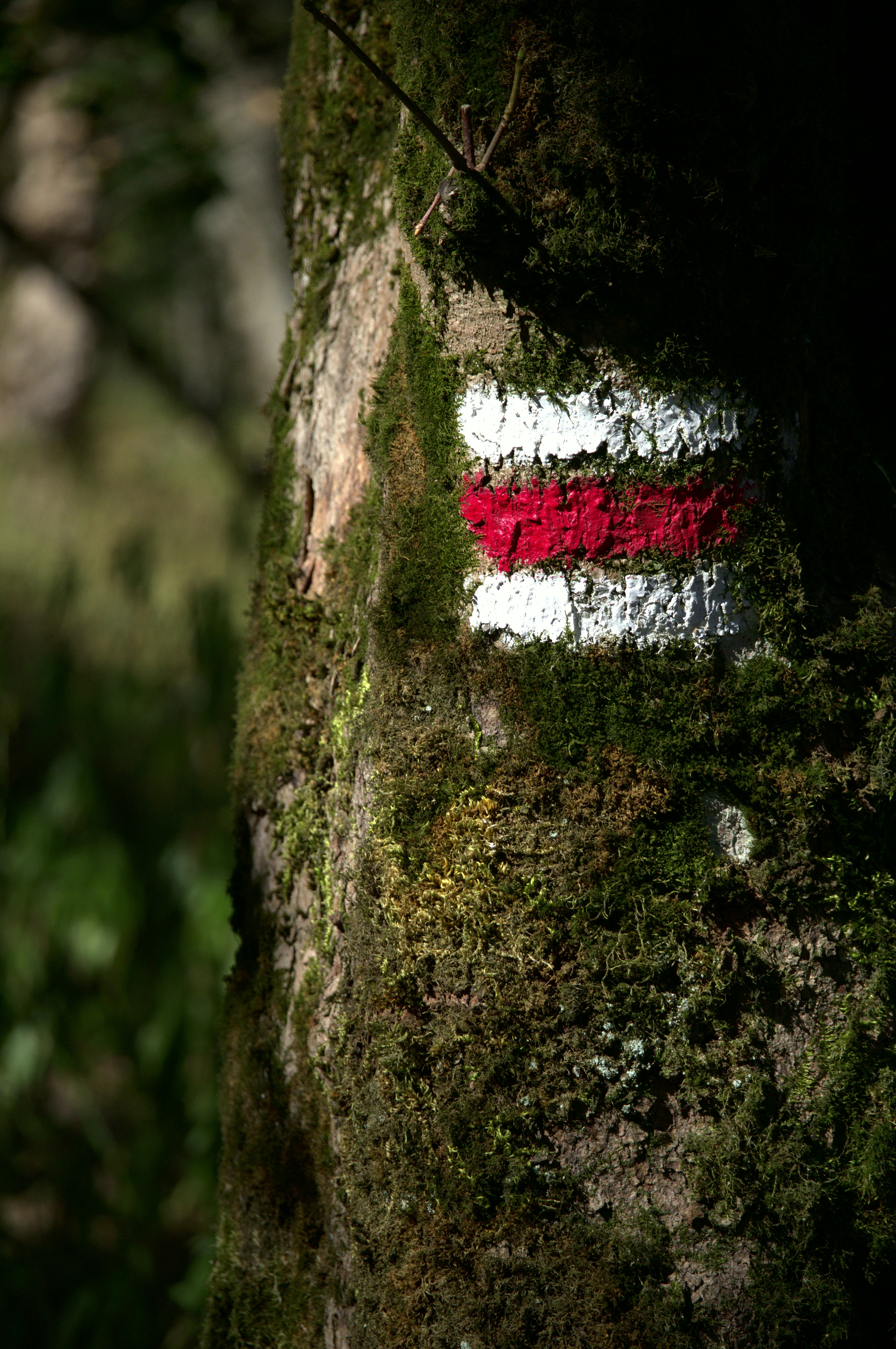 Colored Stripe on Moss-Covered Oak Bark