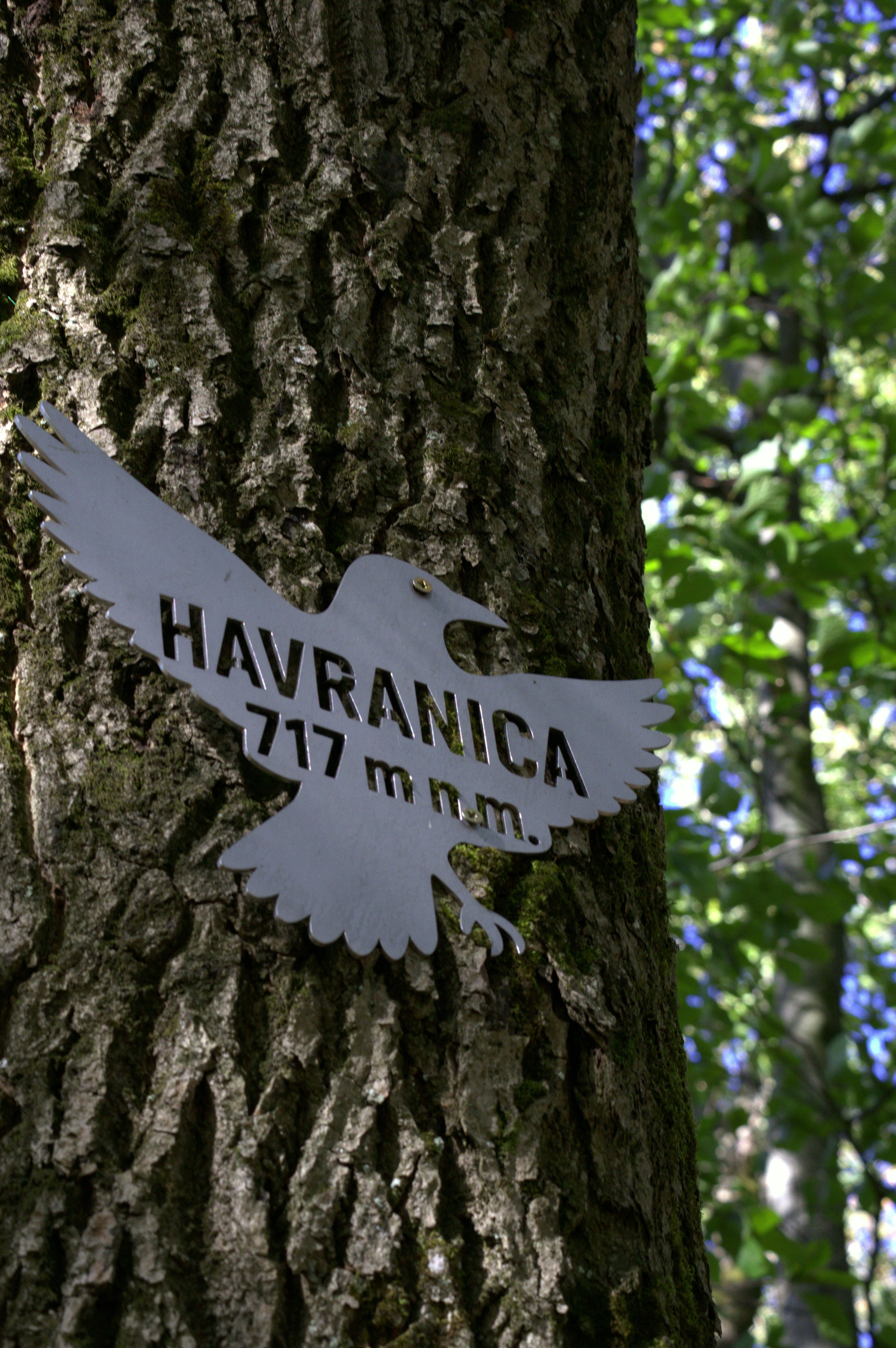 Metal sign of a soaring eagle clipped to a tree with the inscription Havranica
