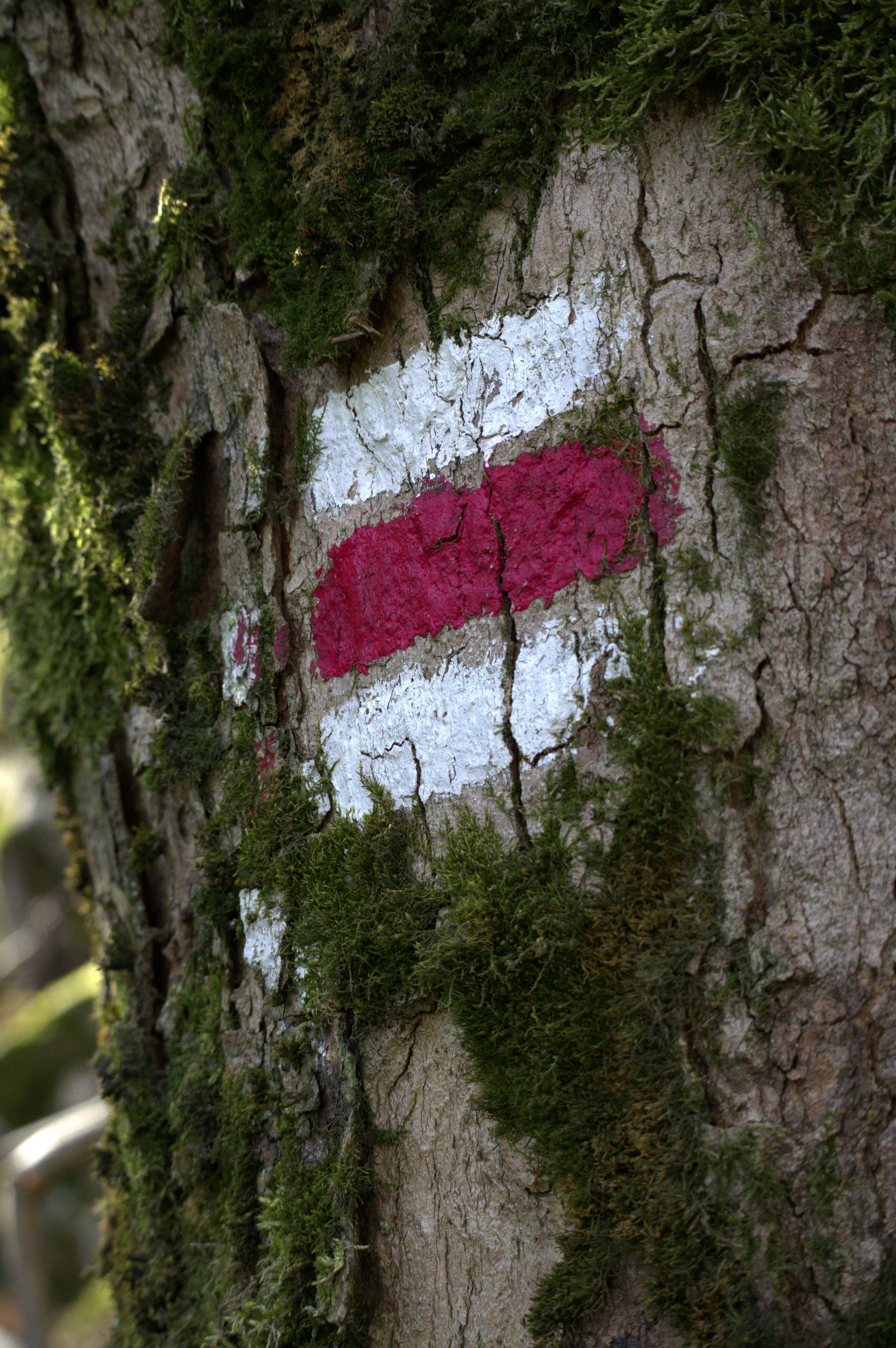 A close-up of tree bark with white and pink horizontal paint marks, partially framed by green moss. The texture and color contrast emphasize a rustic, outdoor marker or symbol on the trunk.