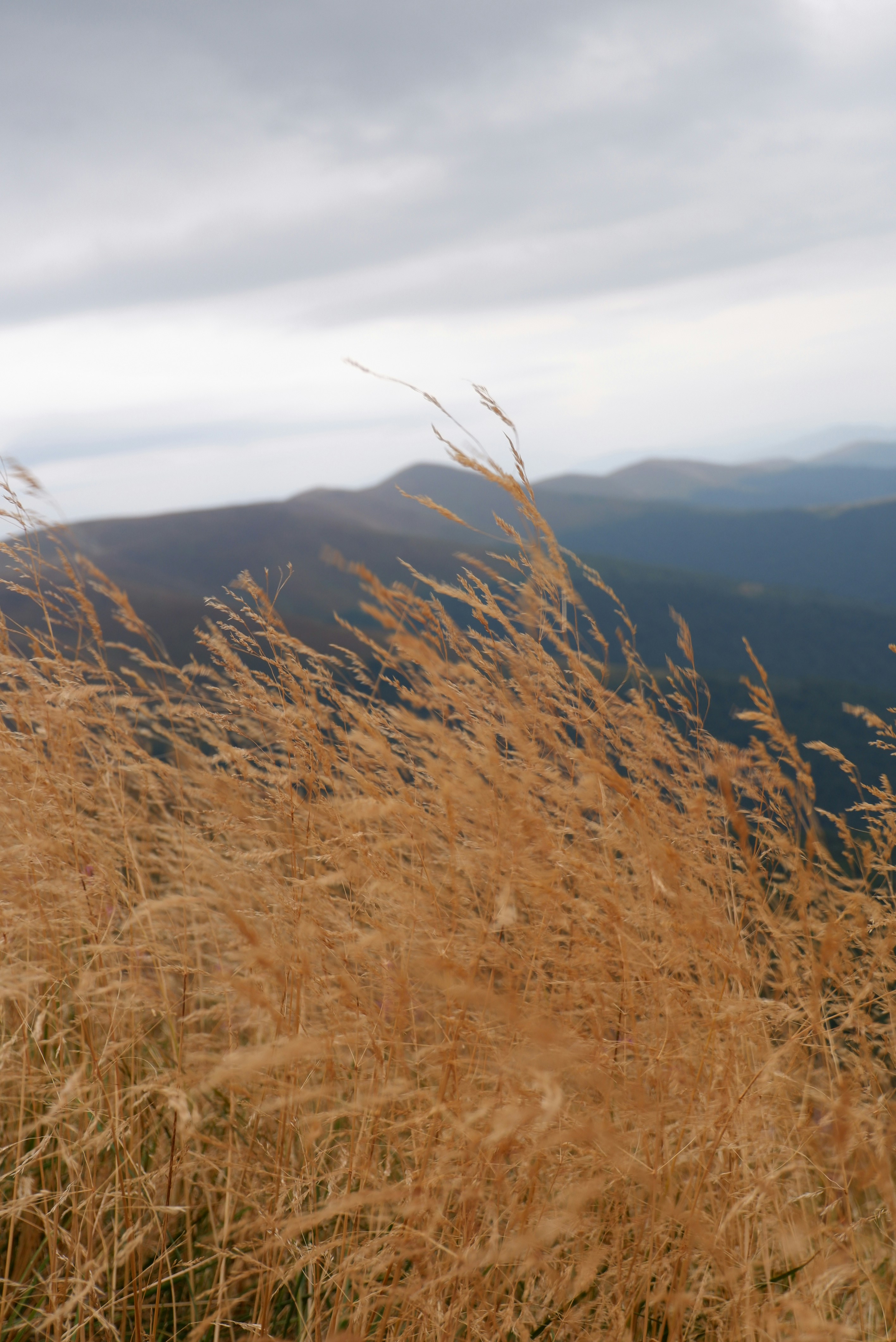 Golden tall grasses dominate the foreground with distant blue ridges and a soft cloudy sky in the background.