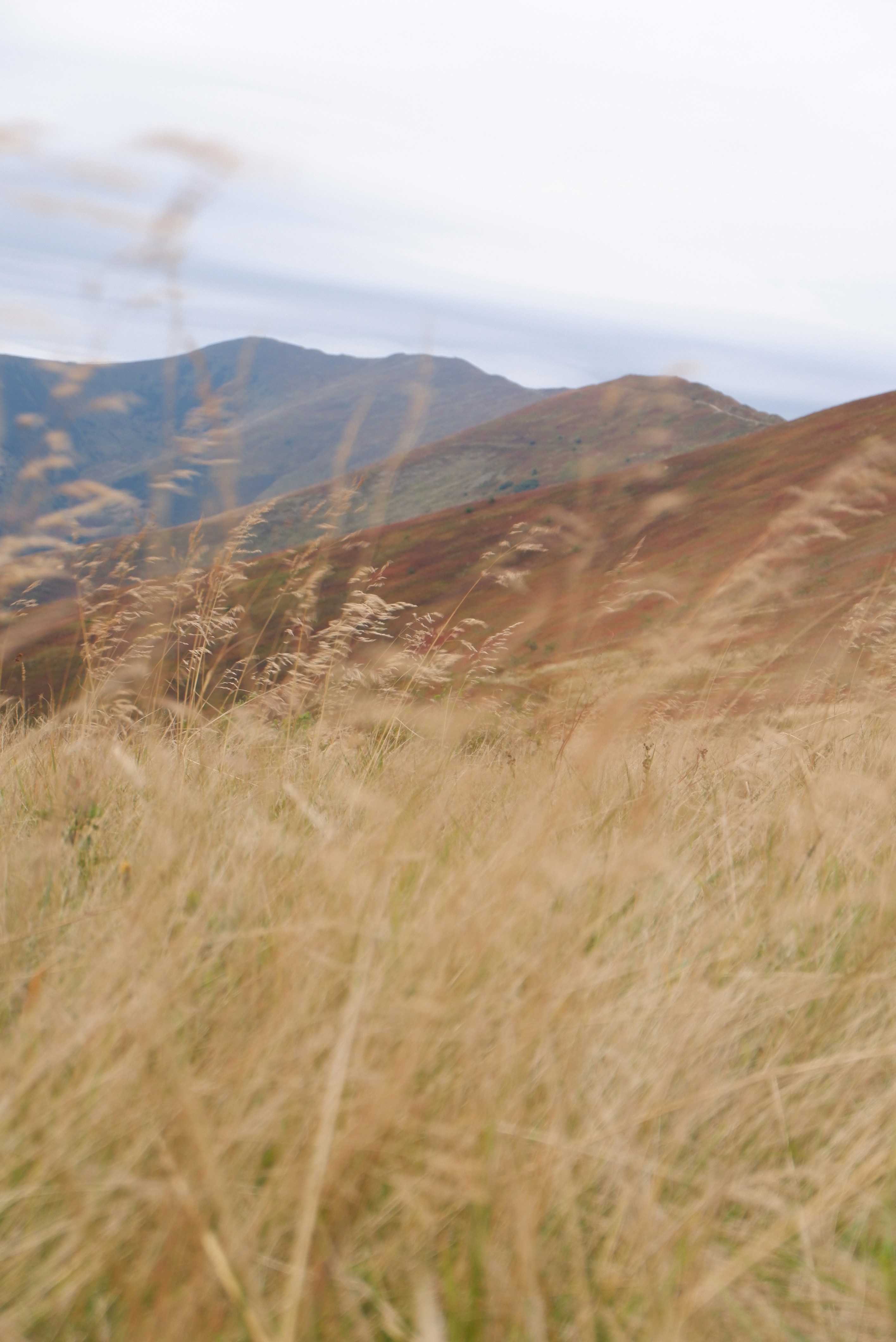 Golden grasslands roll toward distant hills under a pale sky, with a gentle blur that emphasizes mood over detail. A natural landscape shot, not a logo, illustration, painting, or cartoon.