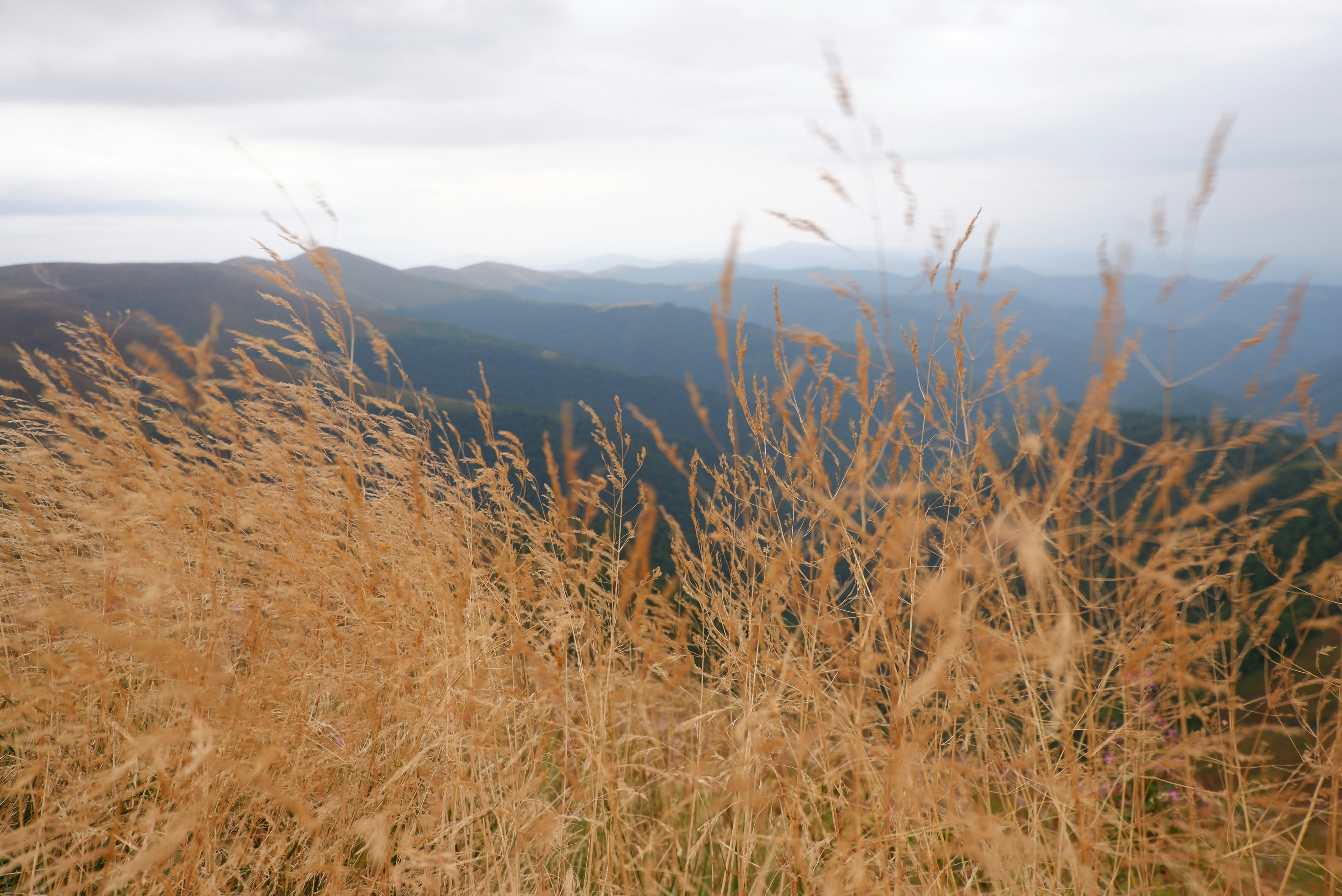Golden Ridge: Tall Grass Framing a Distant Mountain Range
