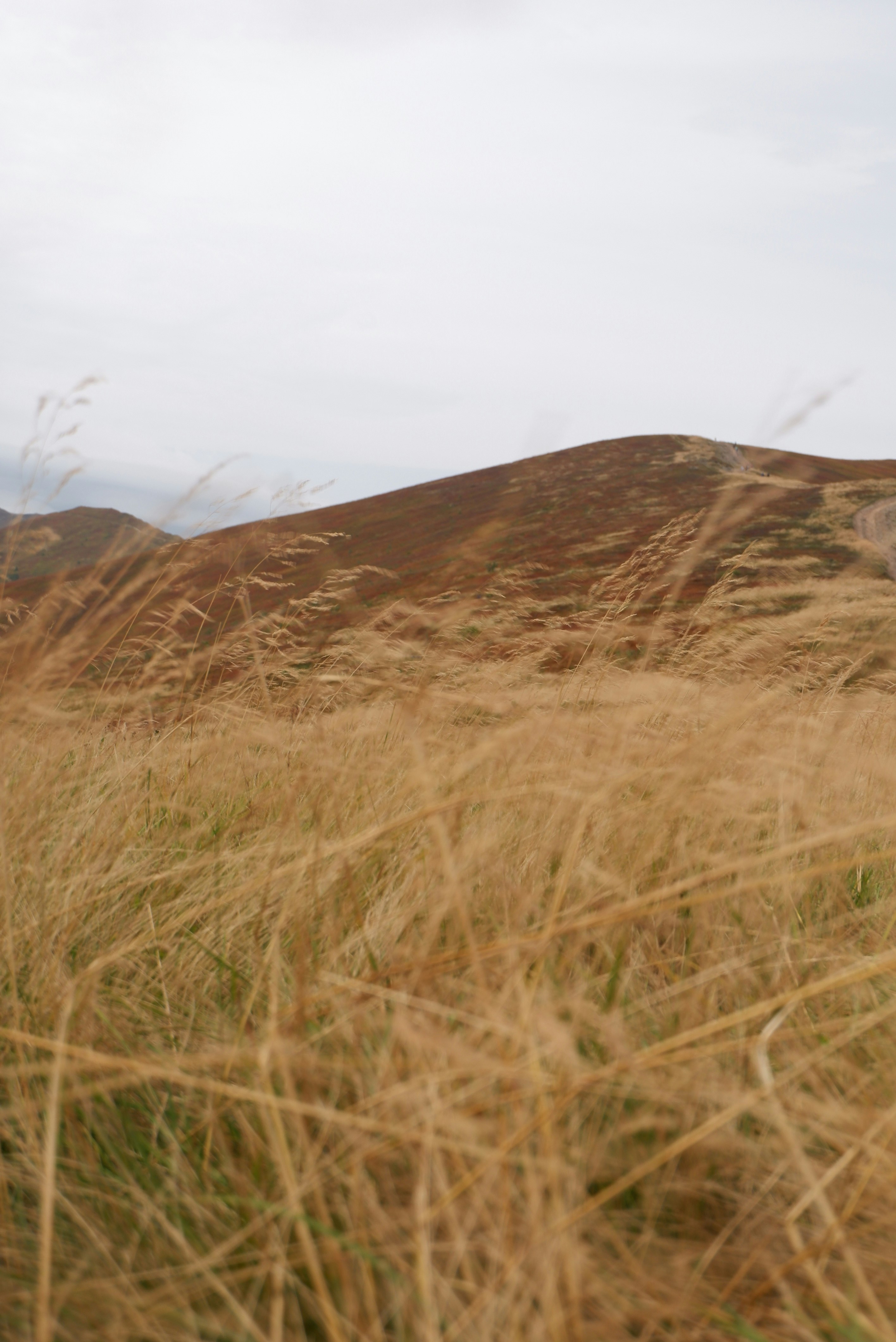 Grasses at Dusk on the Gentle Hill